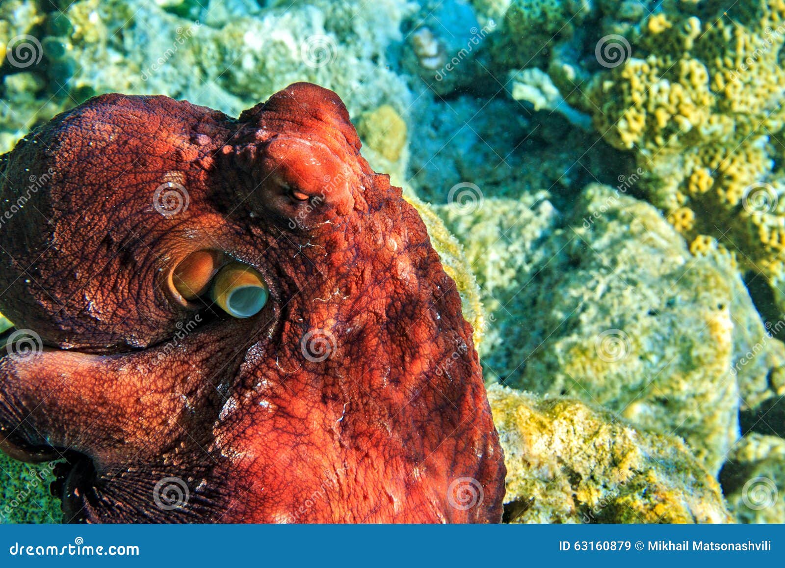 Red Octopus is on a Coral Bottom Stock Image - Image of tropical ...
