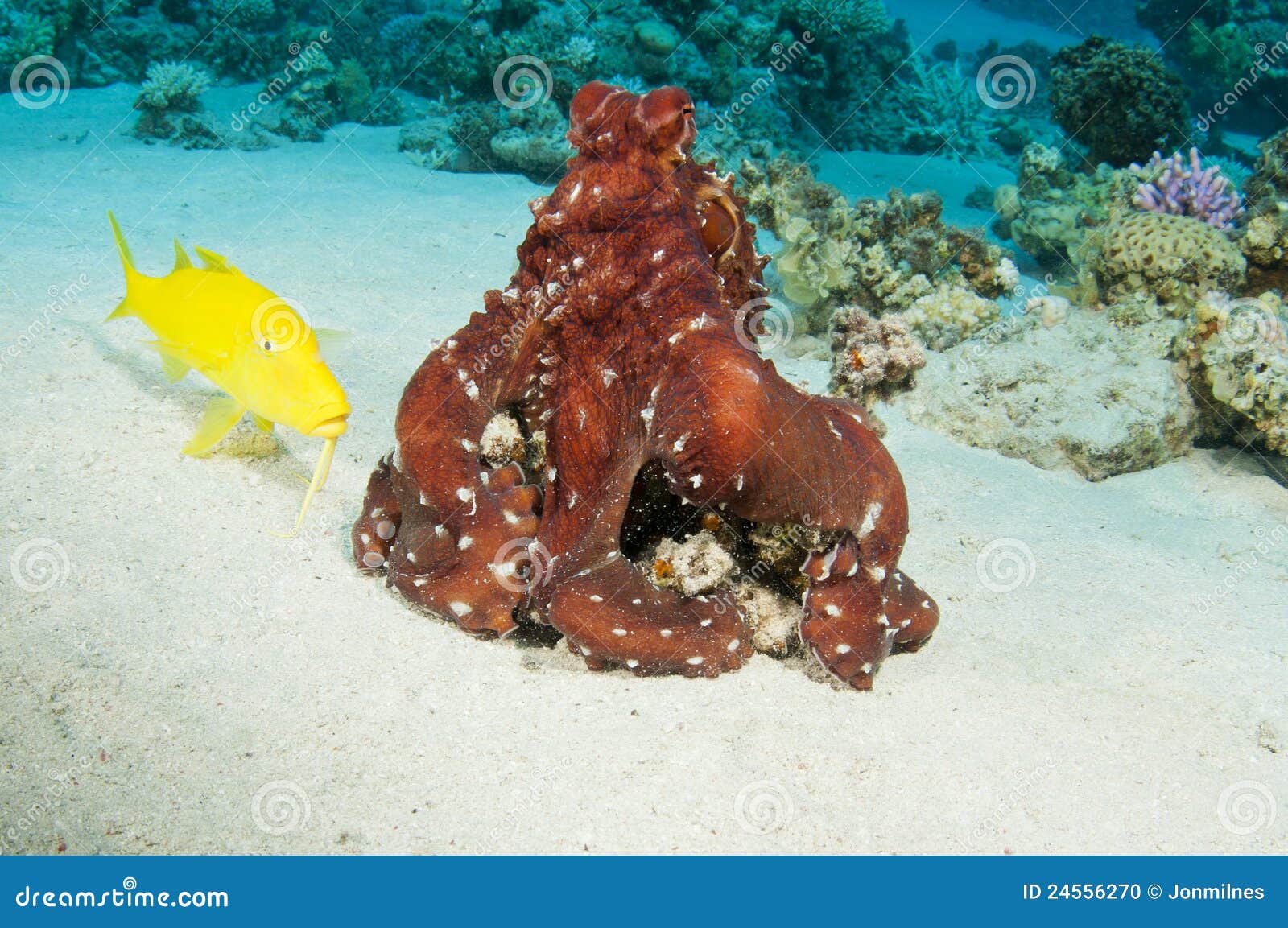 Red Octopus on coral reef stock photo. Image of ocean - 24556270