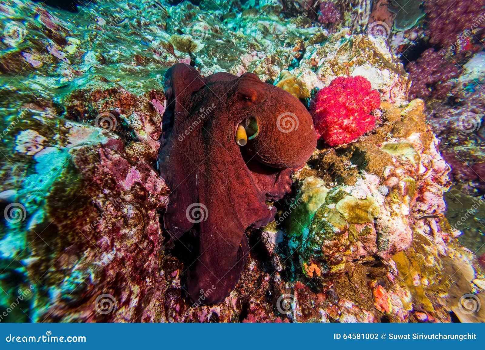 Red Octopus on the rock stock photo. Image of diving - 64581002