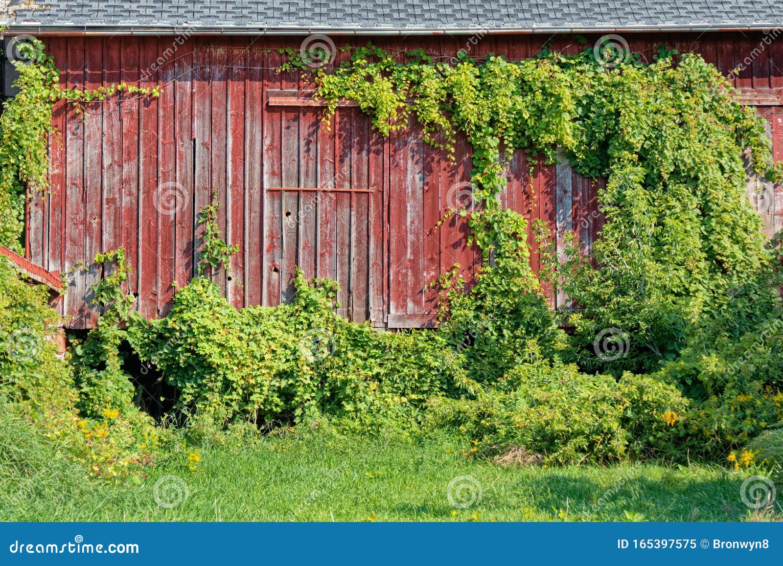 Red Old Barn Overgrown with Vines Stock Image - Image of overgrown ...