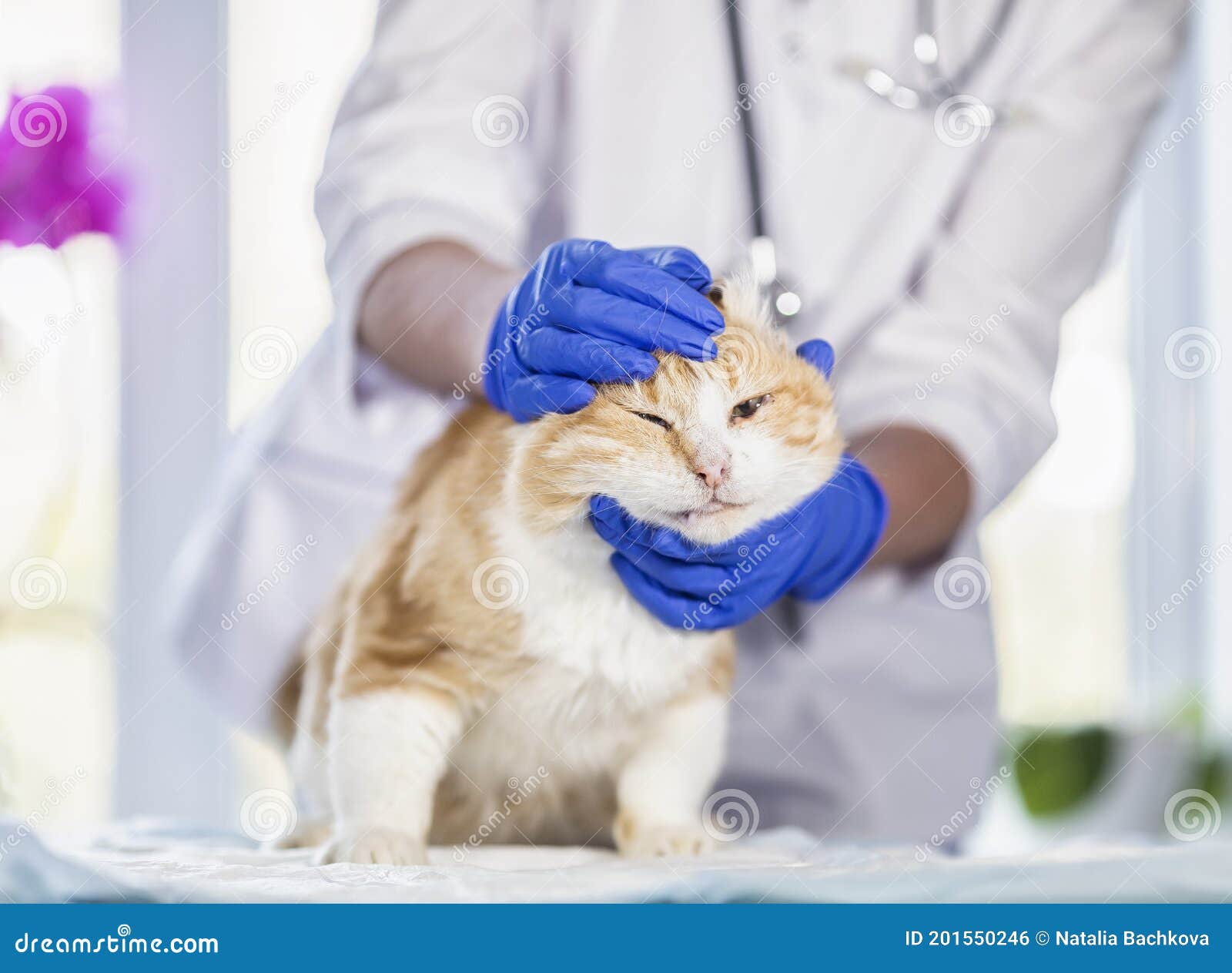 Red Old Cat at an Appointment with a Veterinarian in the Clinic Stock ...