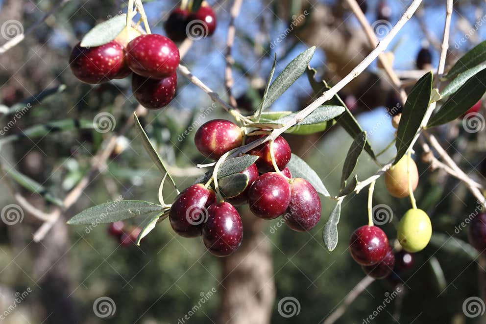 Red olives stock photo. Image of plant, tree, nature - 63738168
