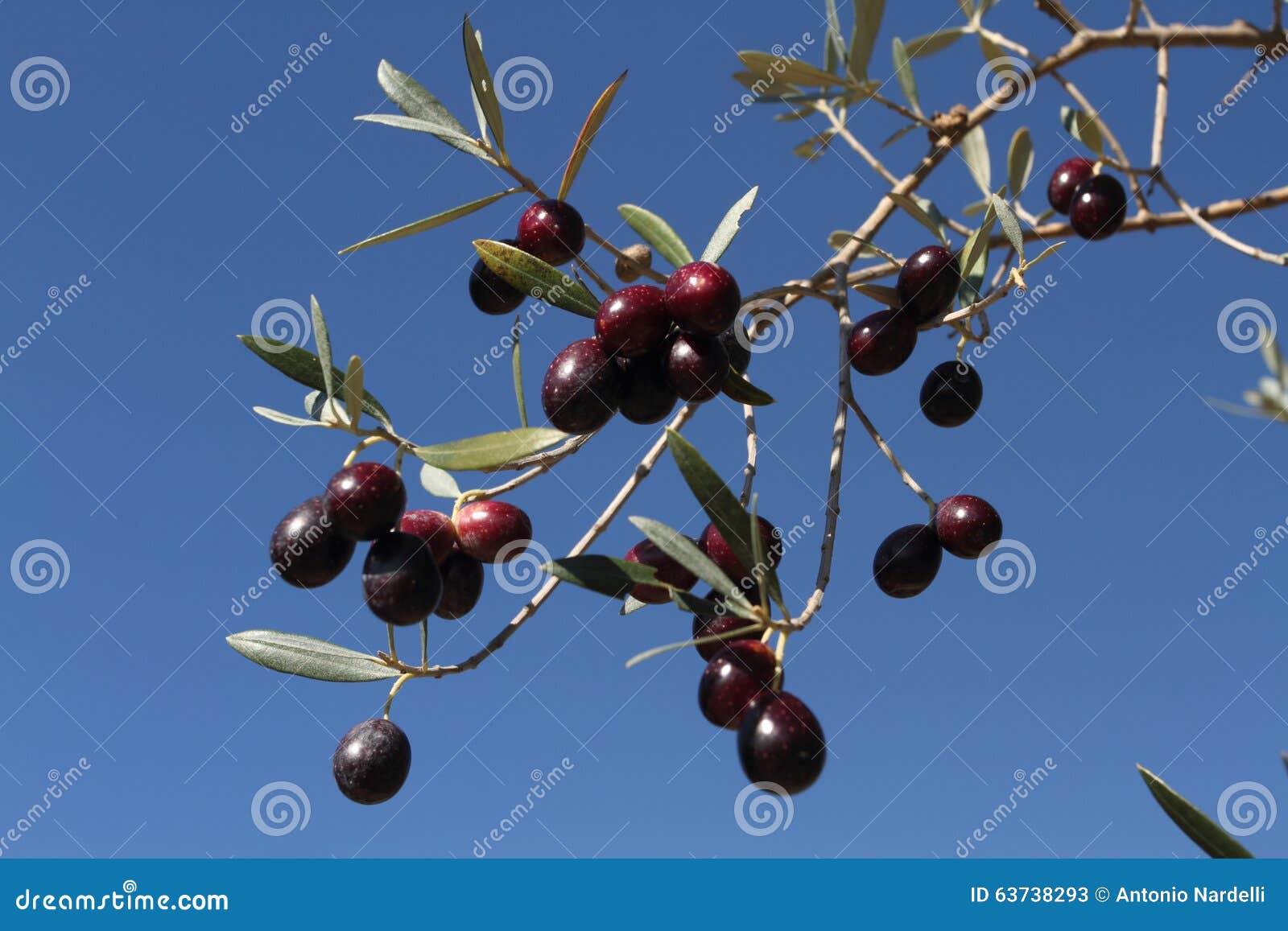 Red olives stock image. Image of twig, agriculture, harvest - 63738293