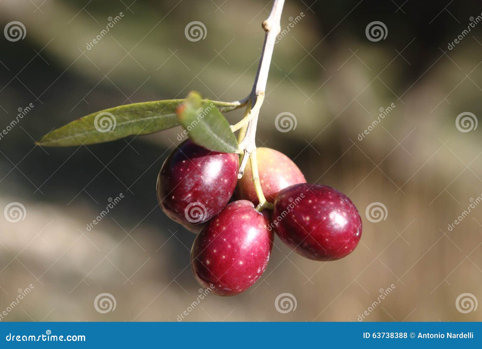 Red olives stock photo. Image of nature, production, agriculture - 63738388