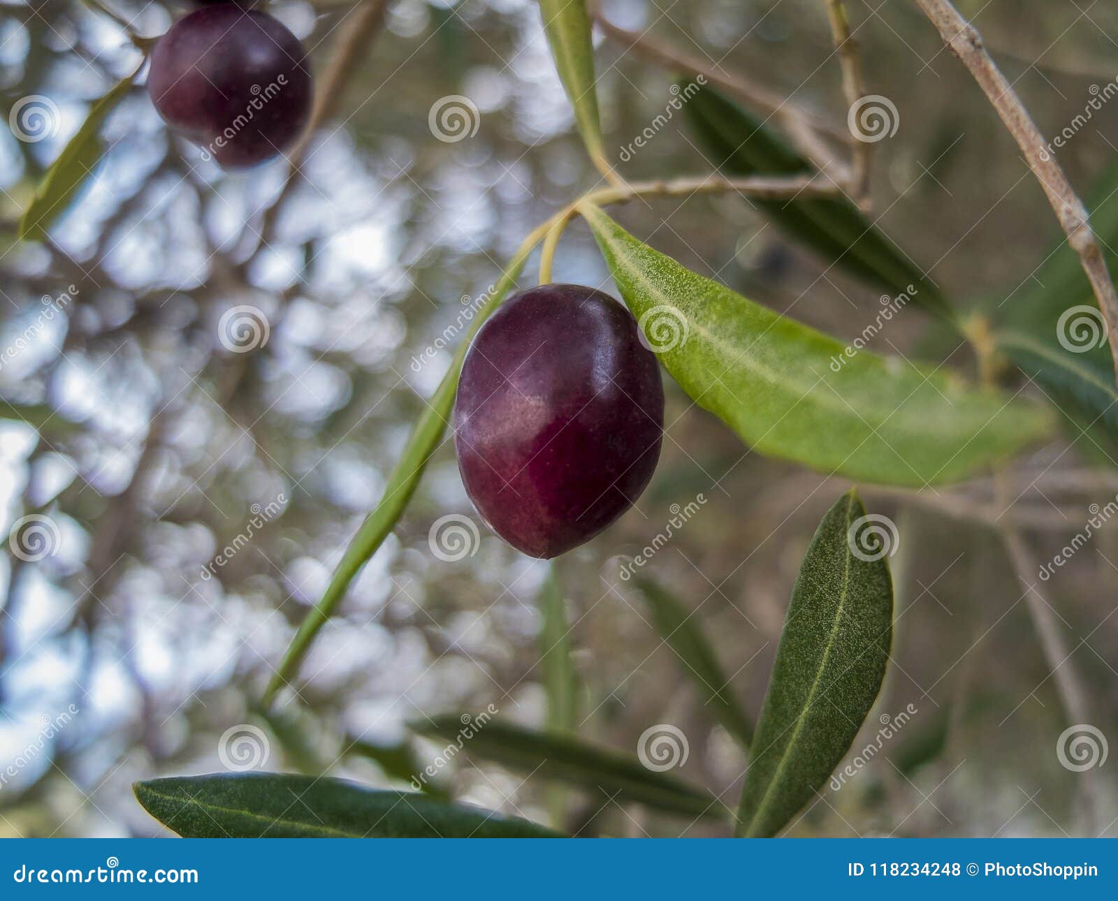 Red Olive on the tree stock photo. Image of ingredient - 118234248