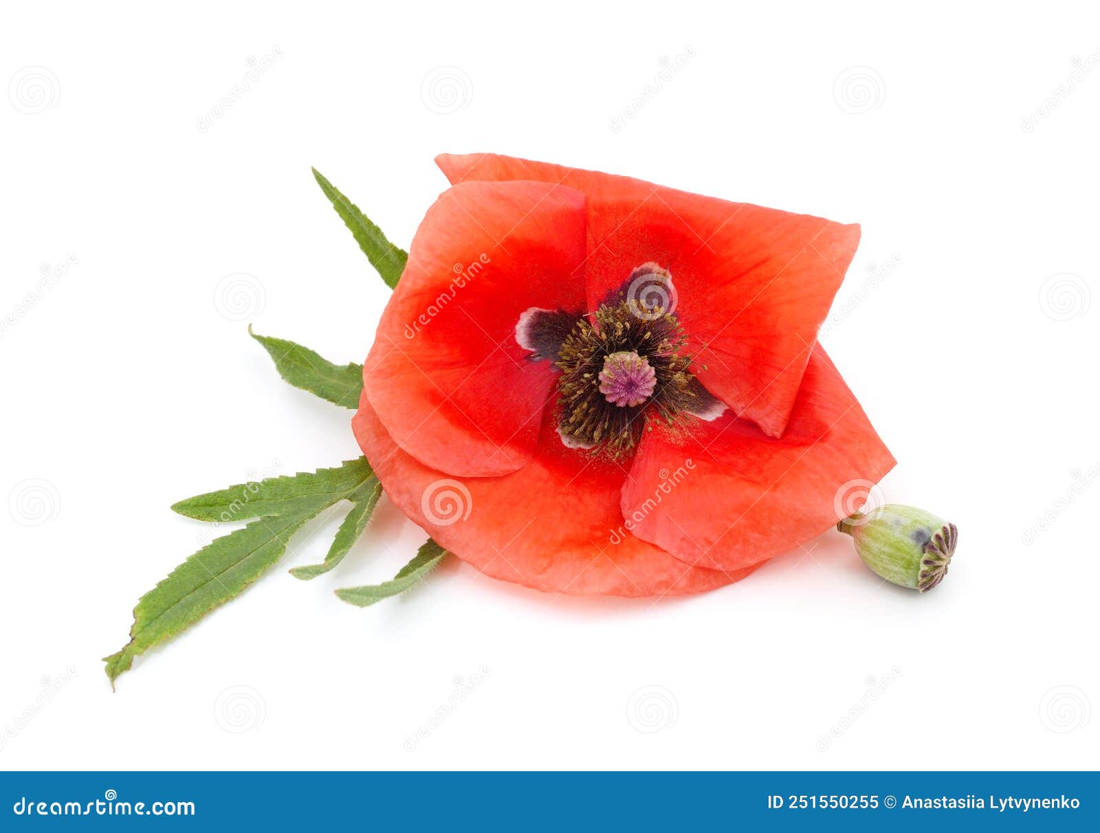 Red one poppy stock image. Image of single, garden, leaf - 251550255
