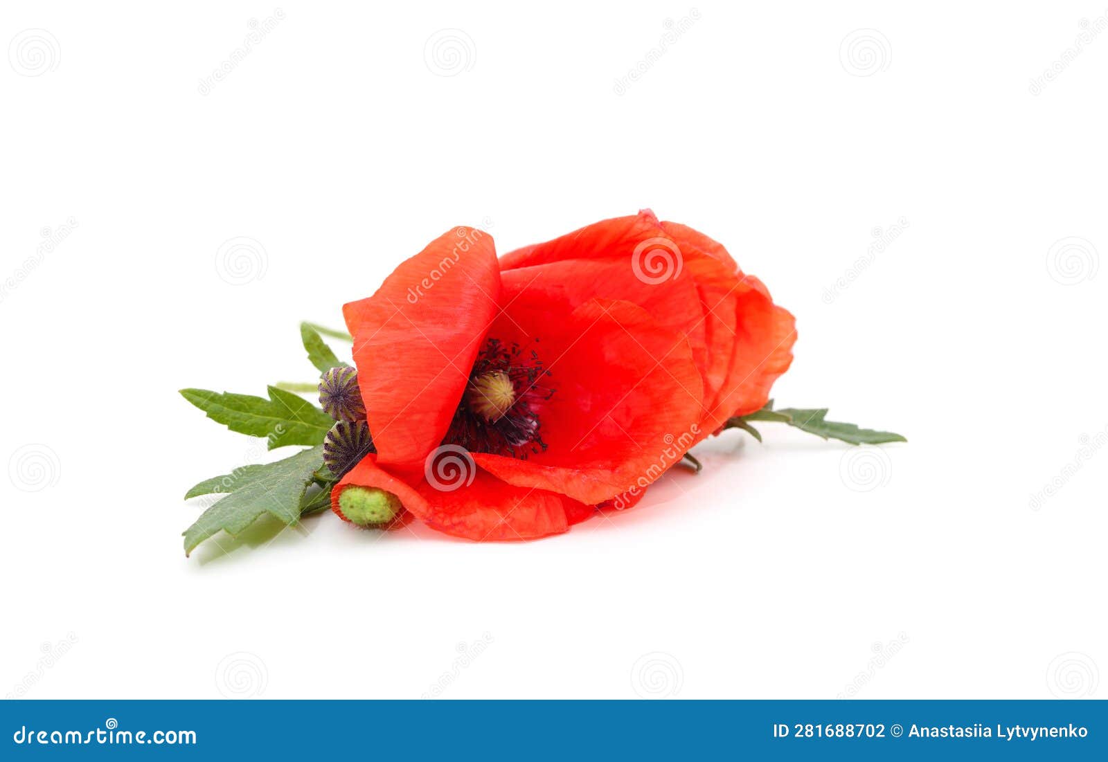 Red one poppy stock photo. Image of white, isolated - 281688702