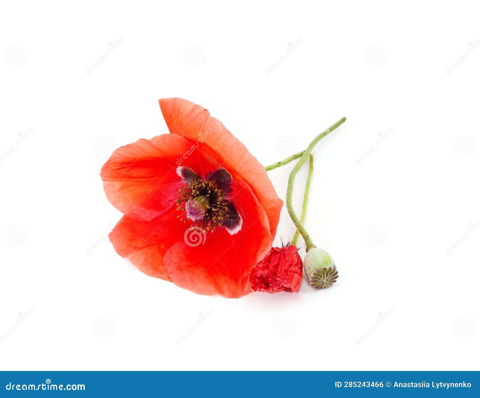 Red one poppy stock photo. Image of garden, decorative - 285243466