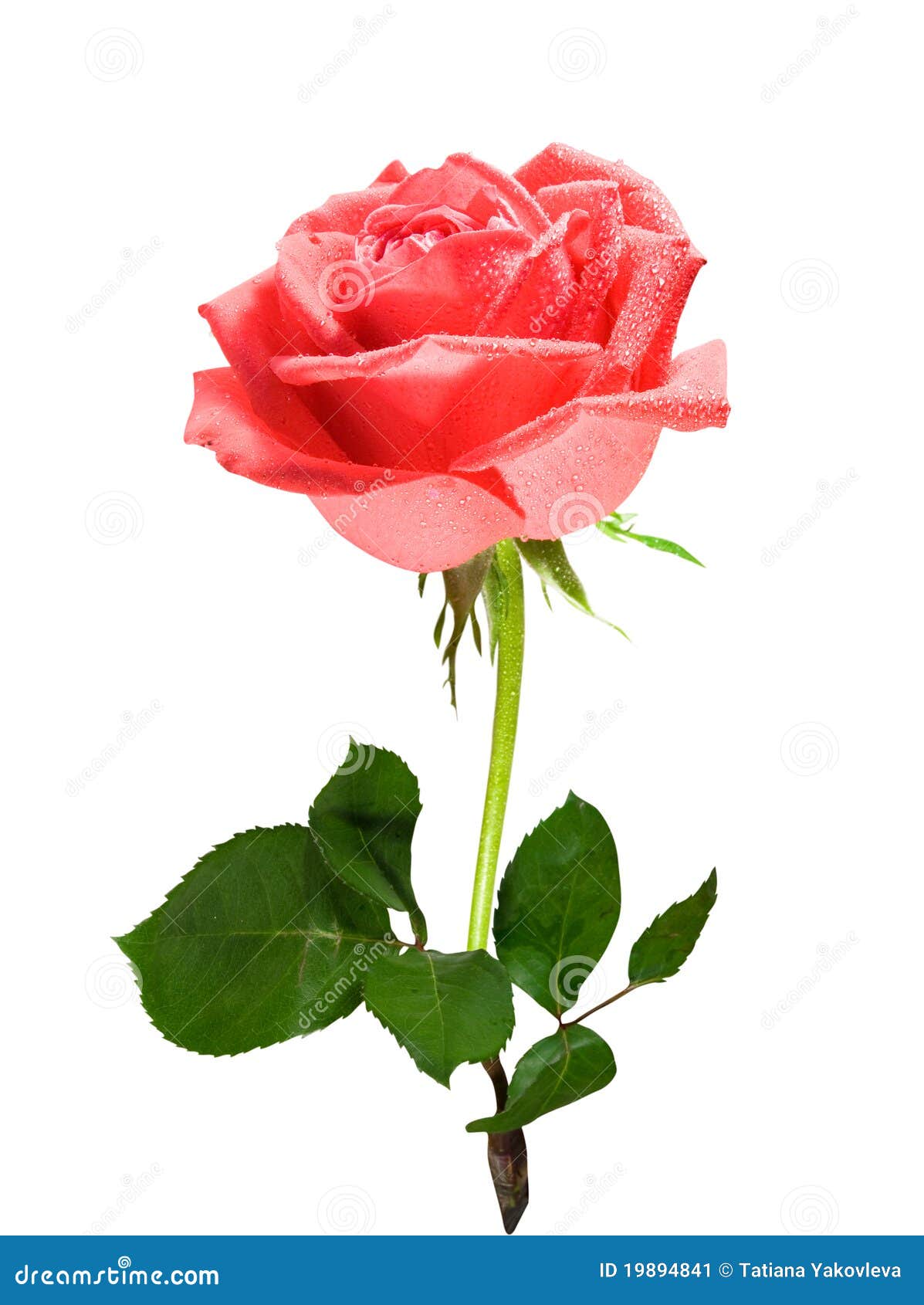 Red One Rose Stock Image - Image: 19894841
