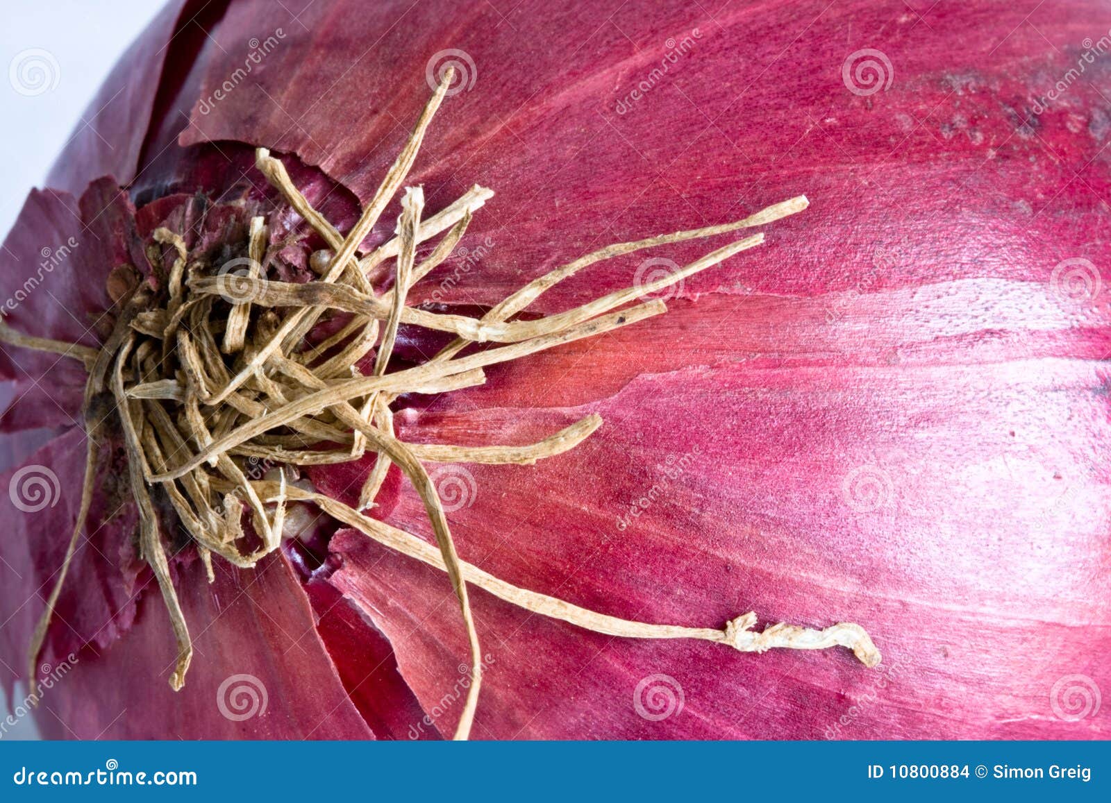 Red Onion stock photo. Image of vegetable, skin, macro - 10800884