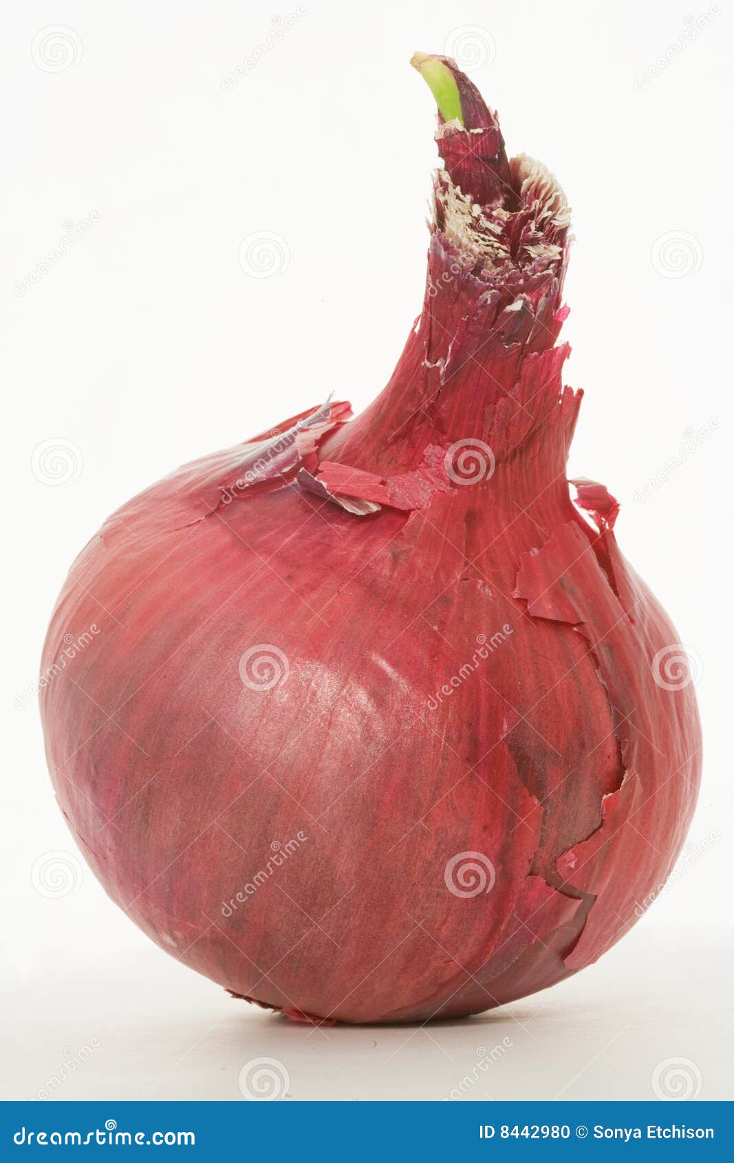 Red Onion stock photo. Image of food, bermuda, onion, isolated - 8442980