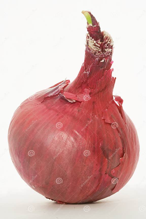 Red Onion stock photo. Image of food, bermuda, onion, isolated - 8442980