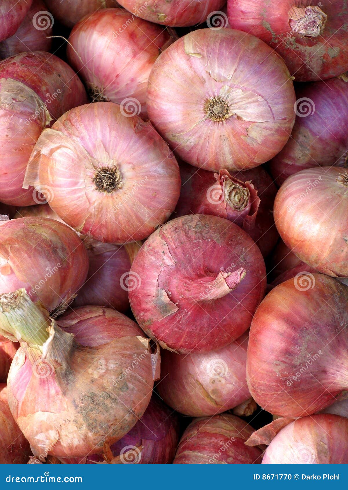 Red onion stock photo. Image of garden, greens, onion - 8671770