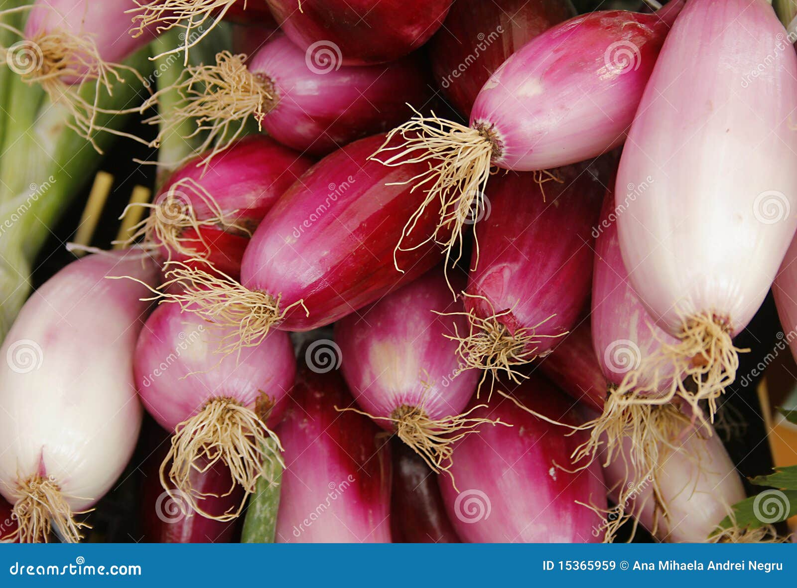 Red onion background stock image. Image of lunch, doctor - 15365959