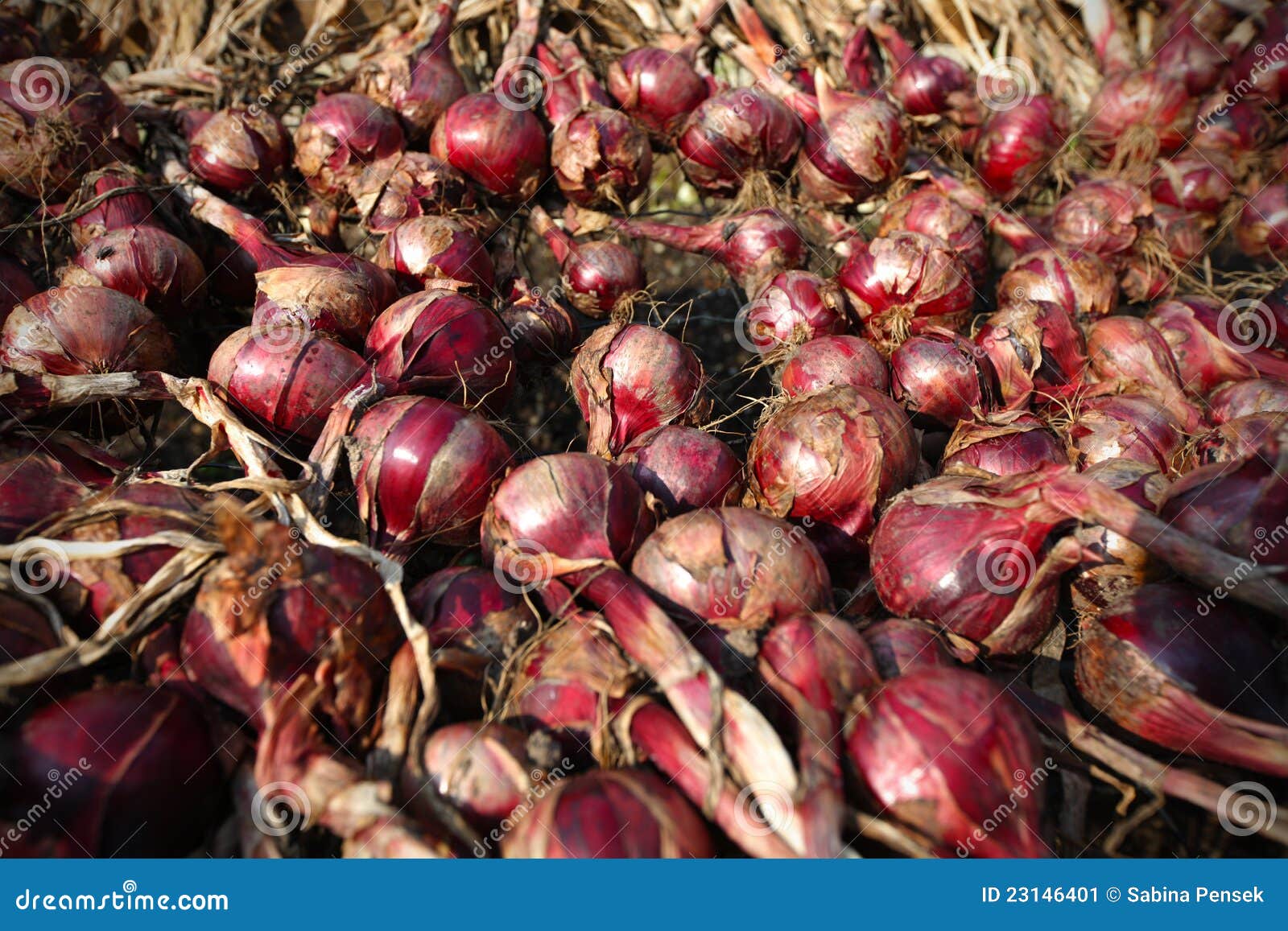 Red Onion Bulbs Growing on the Field Stock Image - Image of aphrodisiac ...