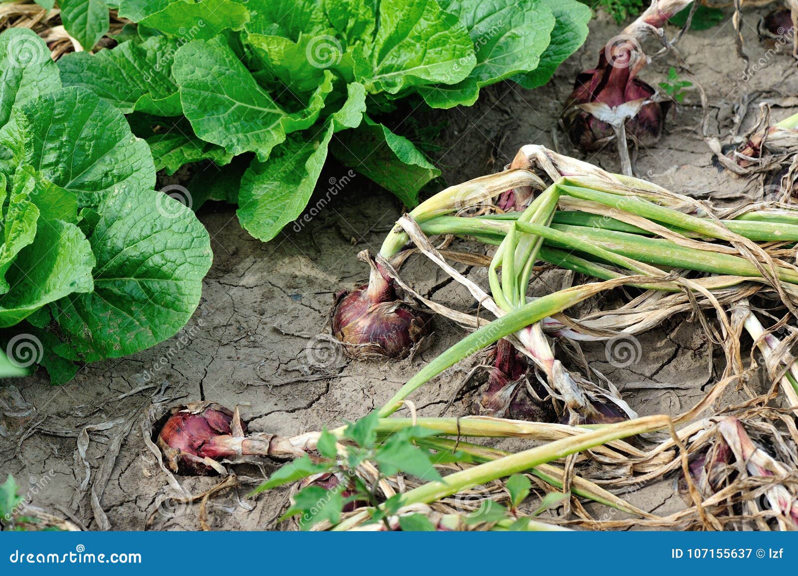 Red onion crops stock image. Image of crops, land, countryside - 107155637