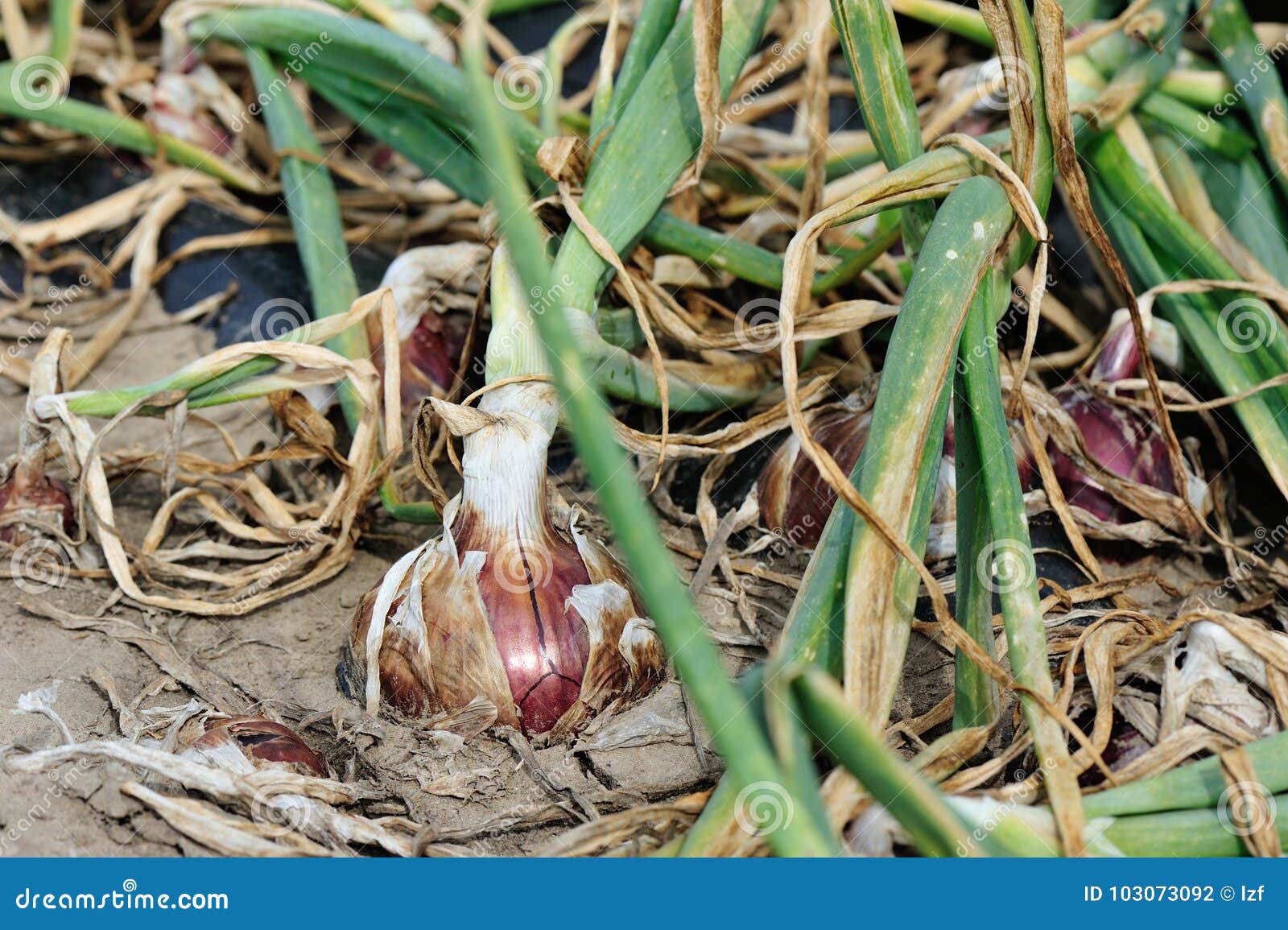 Red onion crops in growth stock photo. Image of farming - 103073092