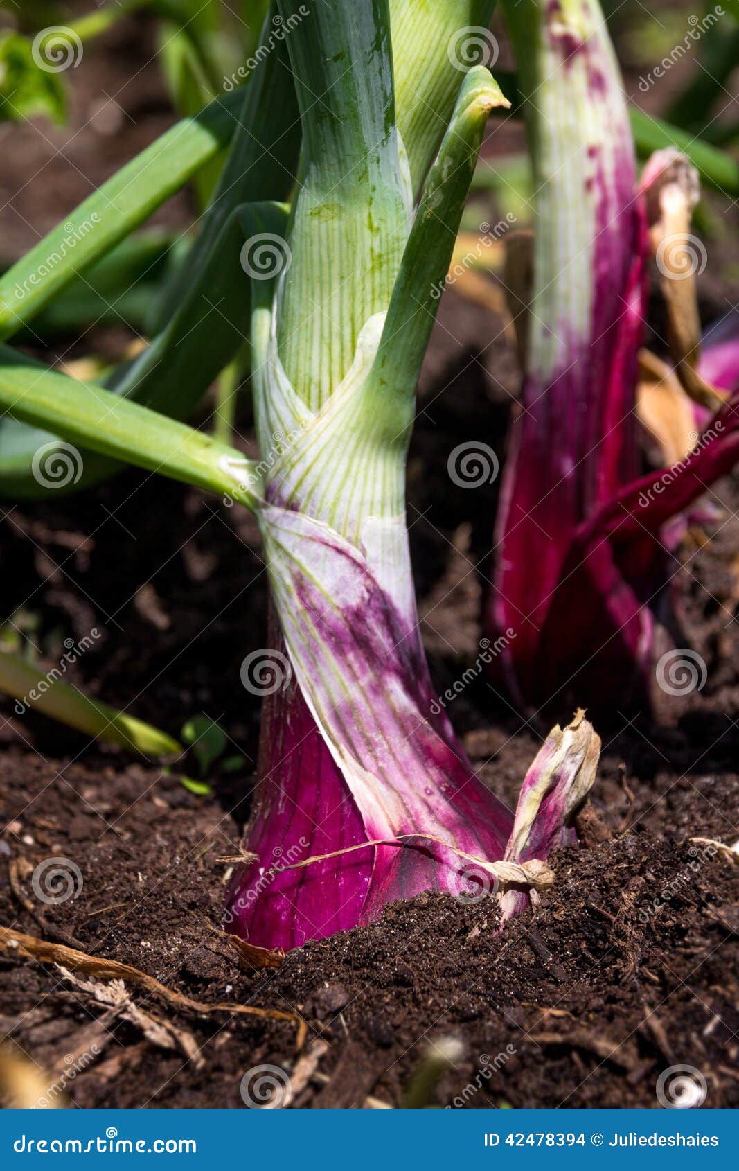 Red onion growing stock photo. Image of closeup, vegetable - 42478394