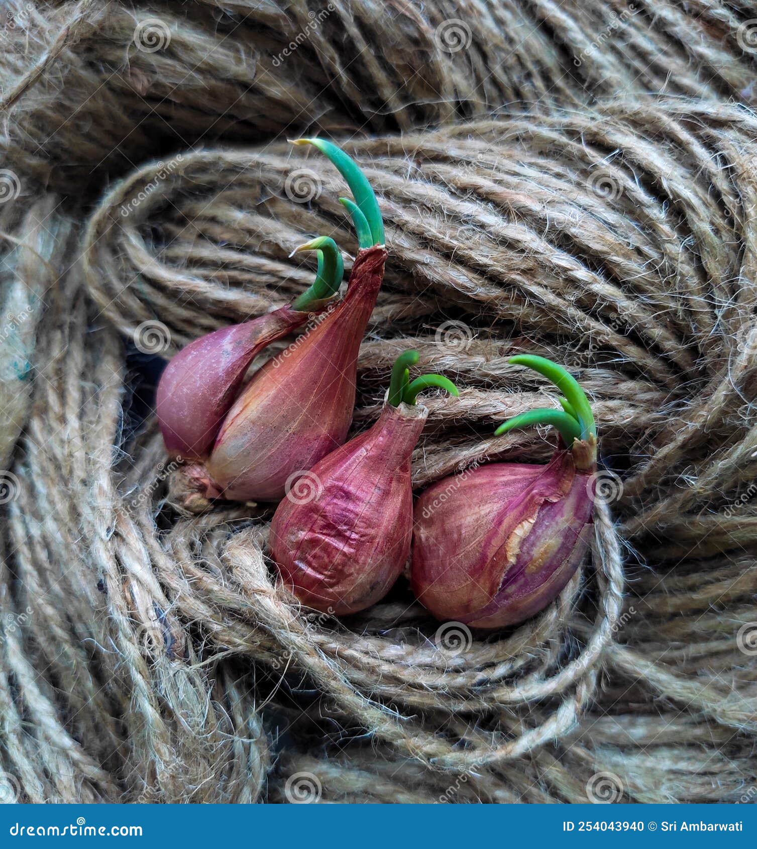 Sprouting Little Red Onions Isolated Stock Photo - Image of onion ...