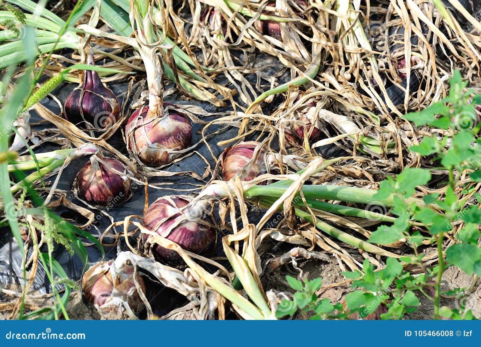 Red onion in growth stock photo. Image of farmland, cultivated - 105466008