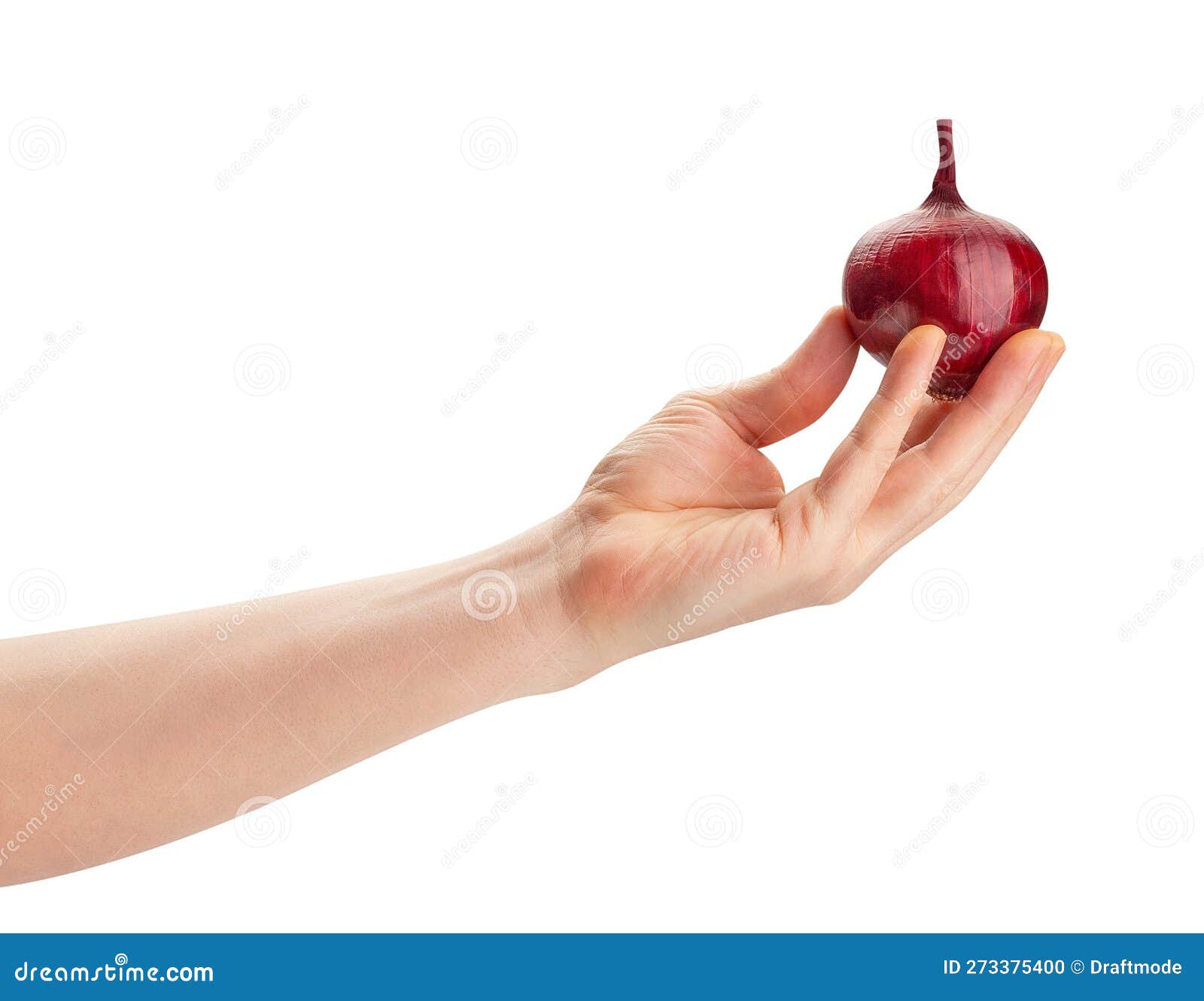 Red onion in hand stock photo. Image of food, fingers - 273375400