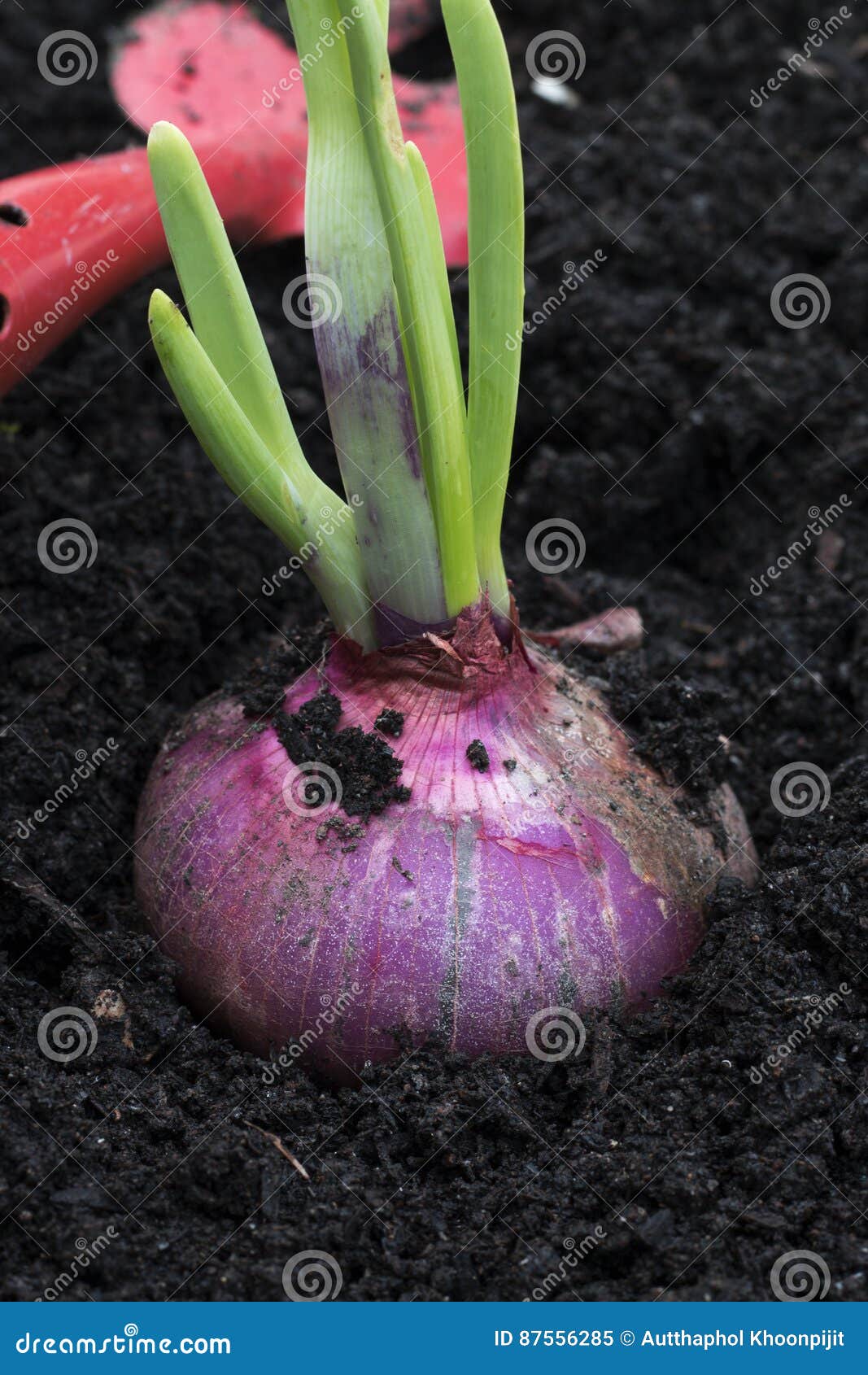 Red onion stock image. Image of onion, planting, concept - 87556285