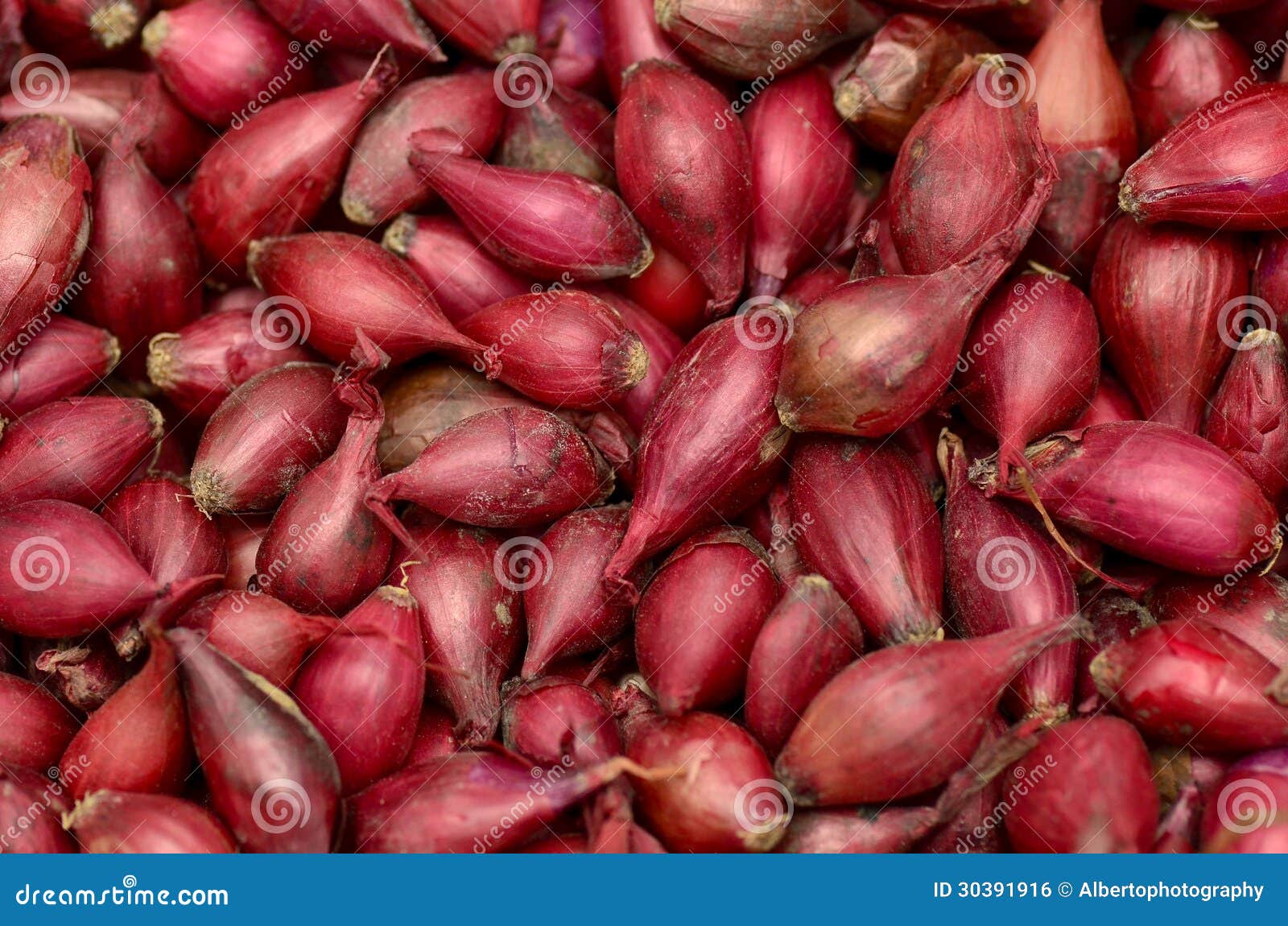 Red Onion Seed stock photo. Image of cooking, nature - 30391916