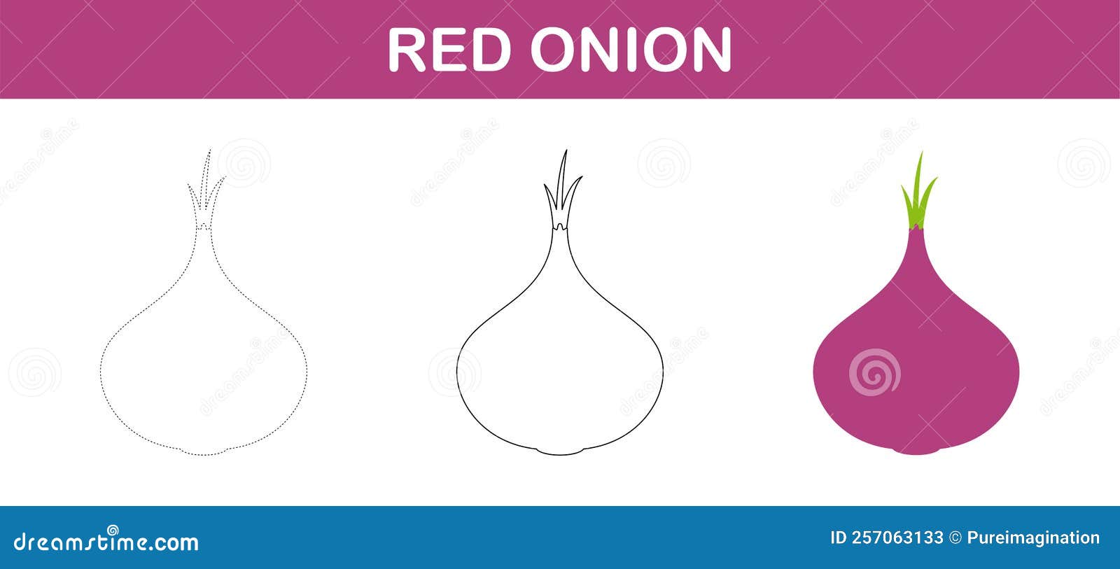 Red Onion Tracing and Coloring Worksheet for Kids Stock Vector ...