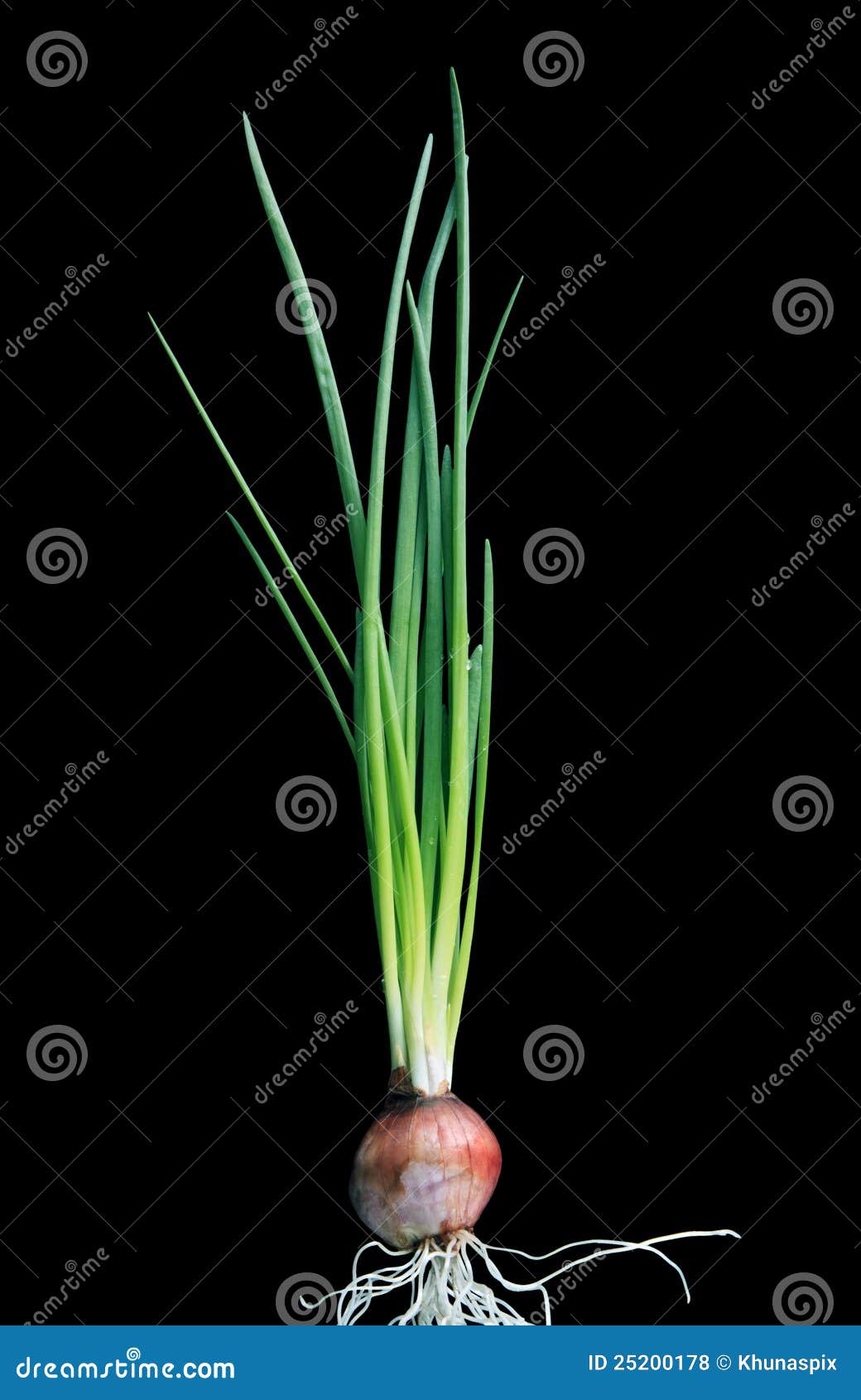Red Onion Tree with Root Isolated Black Stock Photo - Image of ...
