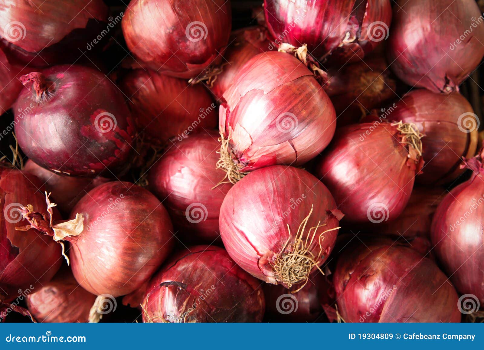 Red Onions stock image. Image of onions, roots, shadow - 19304809