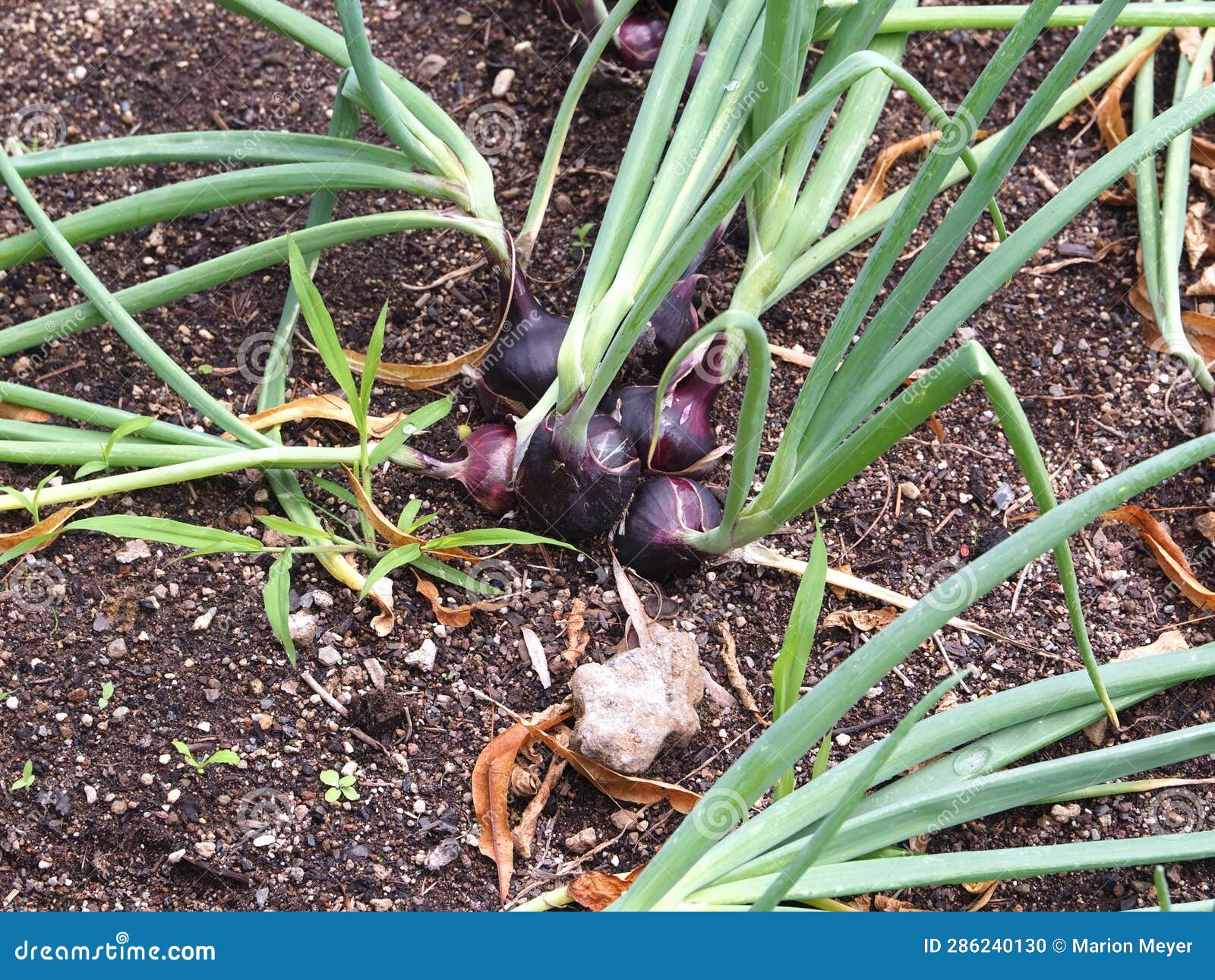 Red onions grow in a field stock photo. Image of edible - 286240130