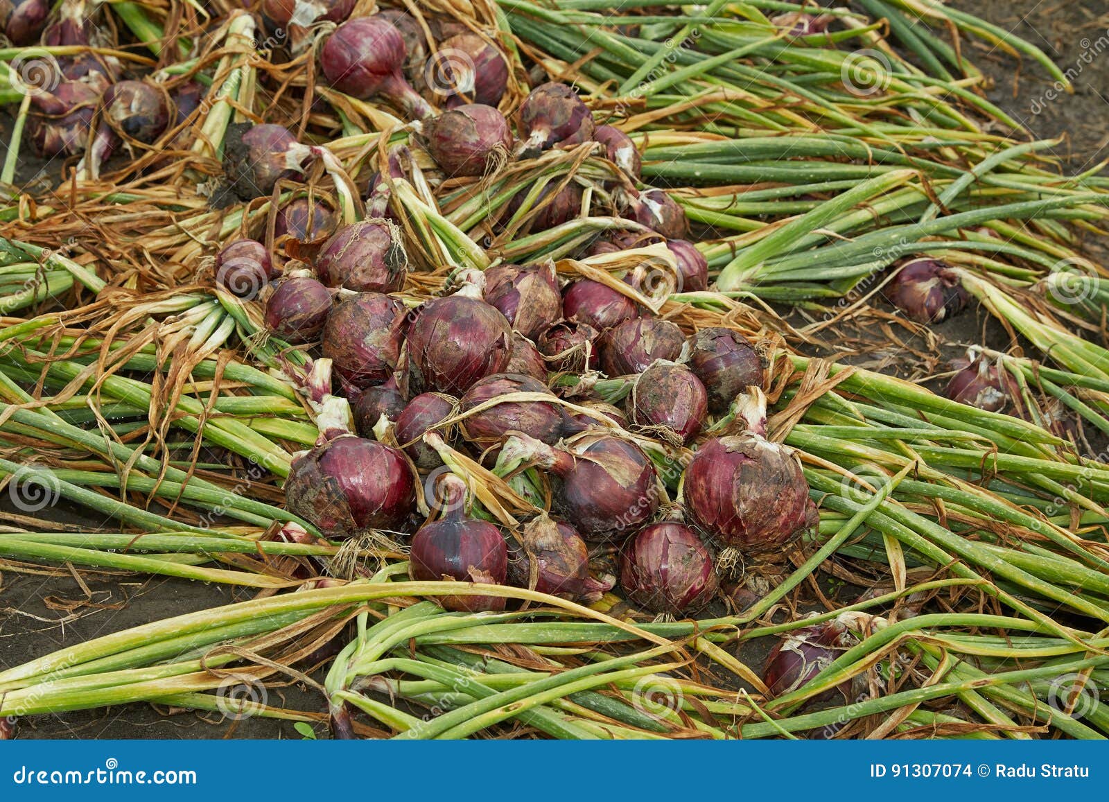 Red Onions Grown on the Field Stock Photo - Image of bulb, commercial ...