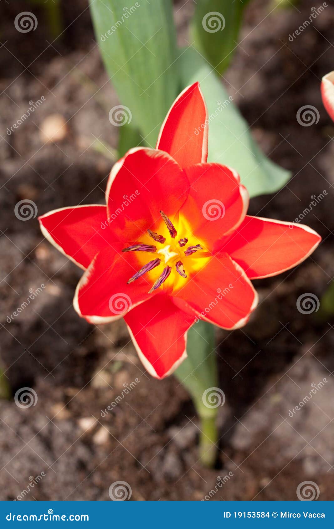 Red open tulip stock photo. Image of floral, flowers - 19153584