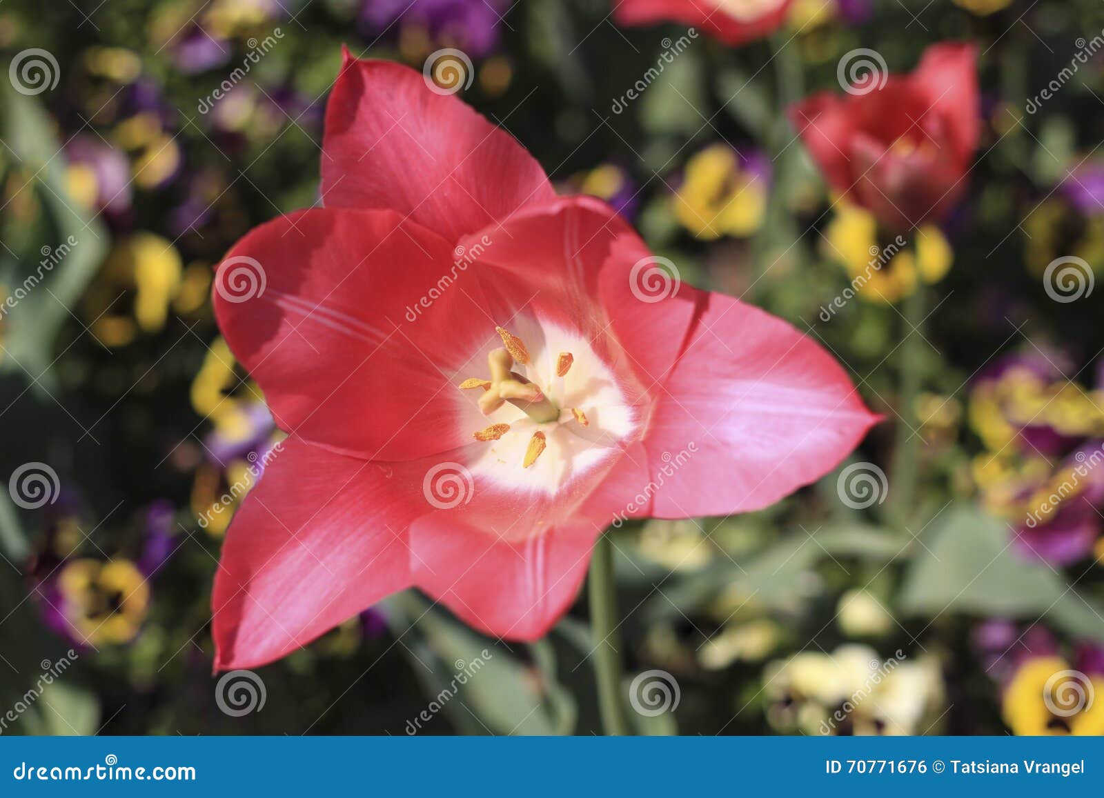 Red Open Tulip in Flowerbed Stock Photo - Image of flower, flowerbed ...