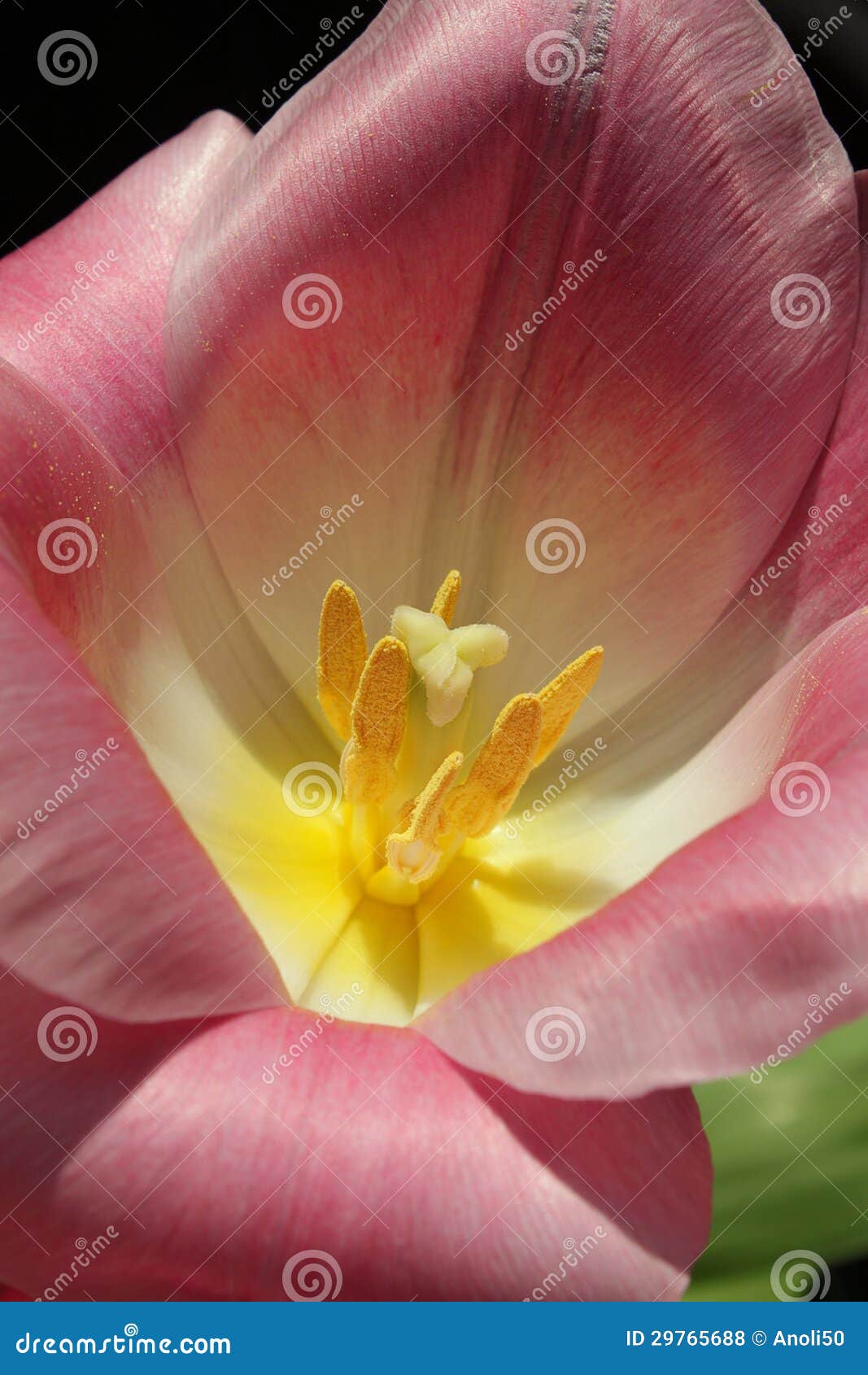 Open tulip bud stock photo. Image of background, pink - 29765688