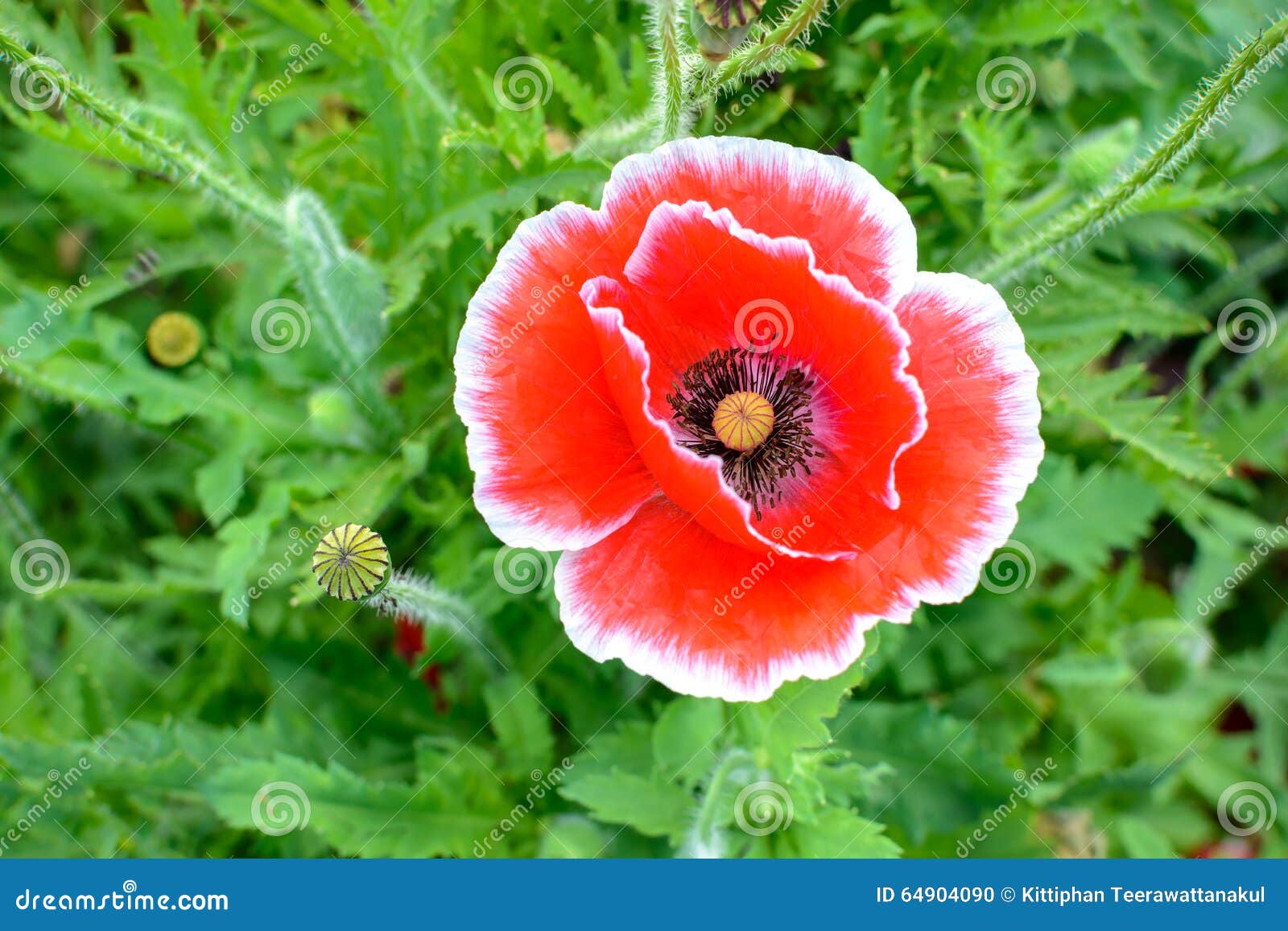 Red opium poppy flower. stock photo. Image of green, idyllic - 64904090