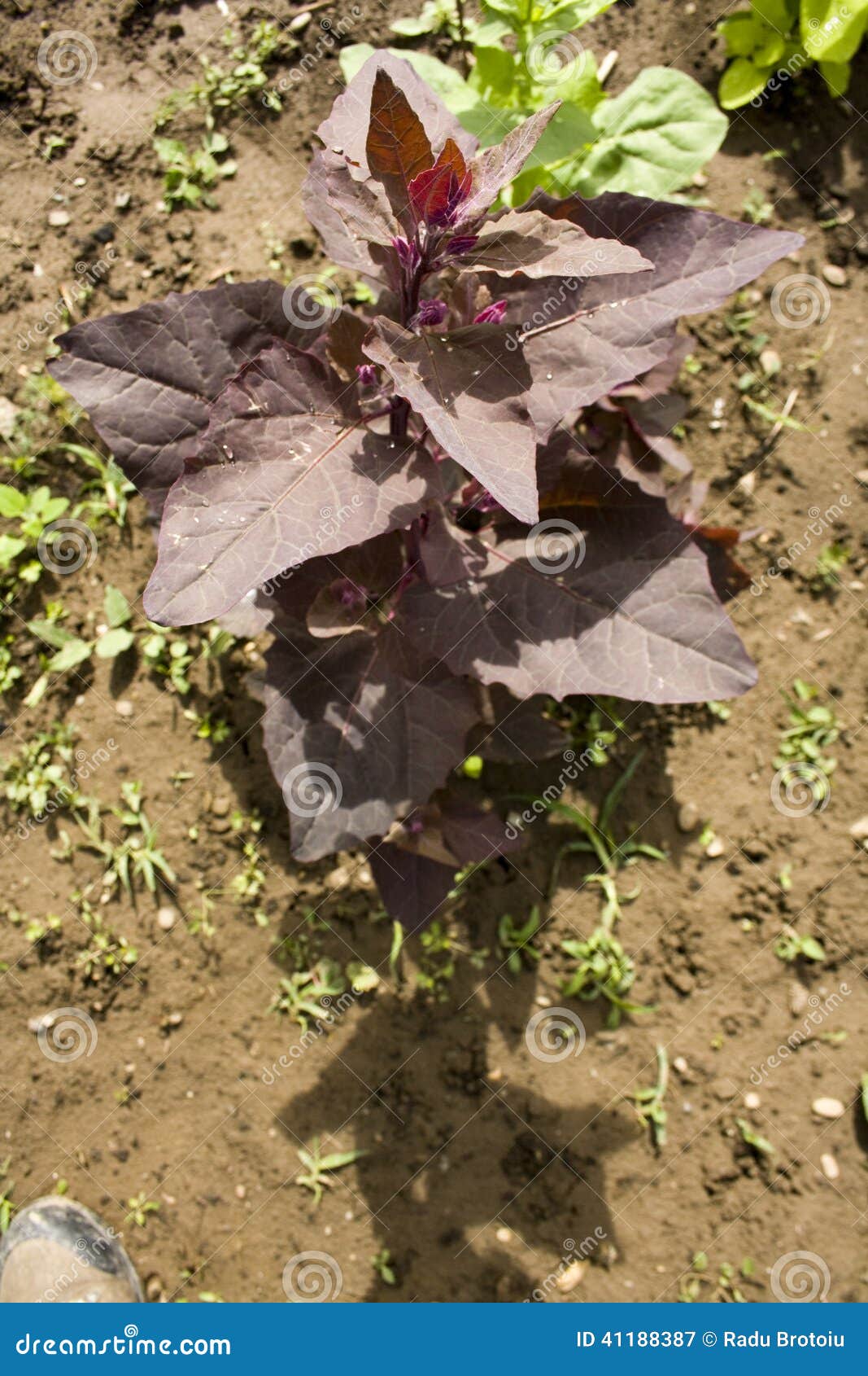 Red Orach (Atriplex Hortensis) Stock Image - Image of farm, plant: 41188387