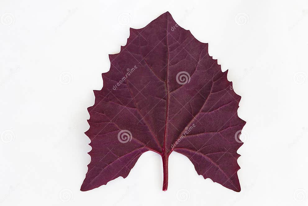 Red orache stock photo. Image of orach, garden, plant - 54262582