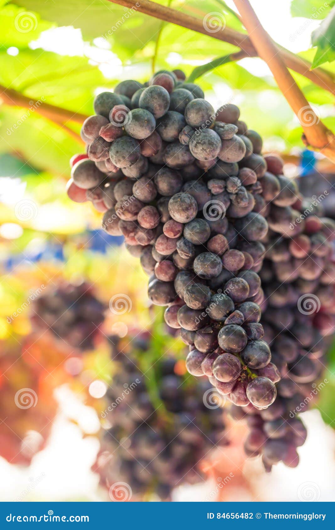 Red Oraganic Grapes at Vine Branch Stock Photo - Image of field, grow ...