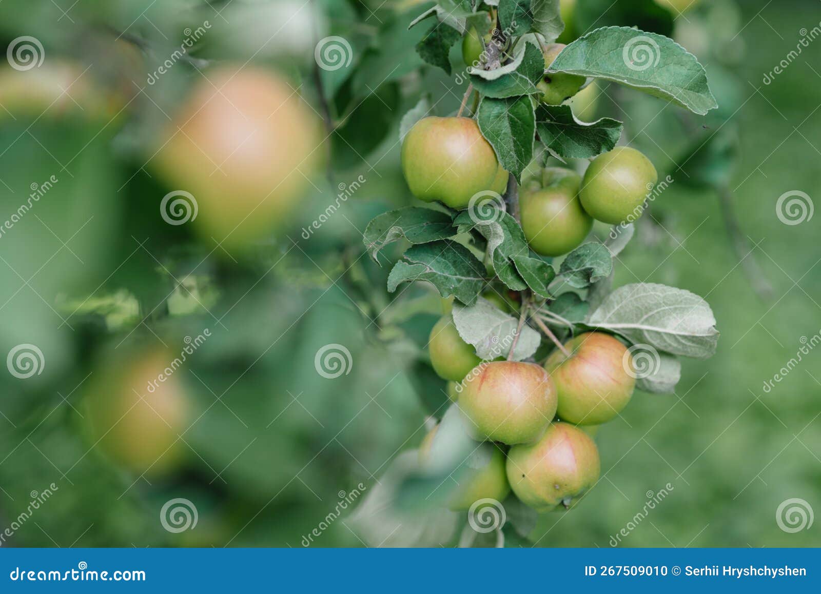 Red-orange Apple on the Apple Tree Which is Ready for Picking Stock ...
