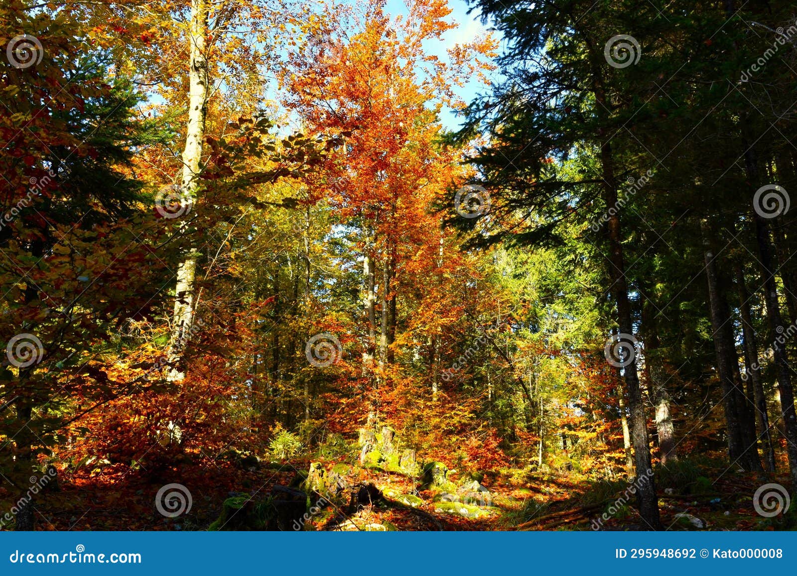 Red and Orange Autumn Colored Beech (Fagus Sylvatica) Trees Stock Photo ...