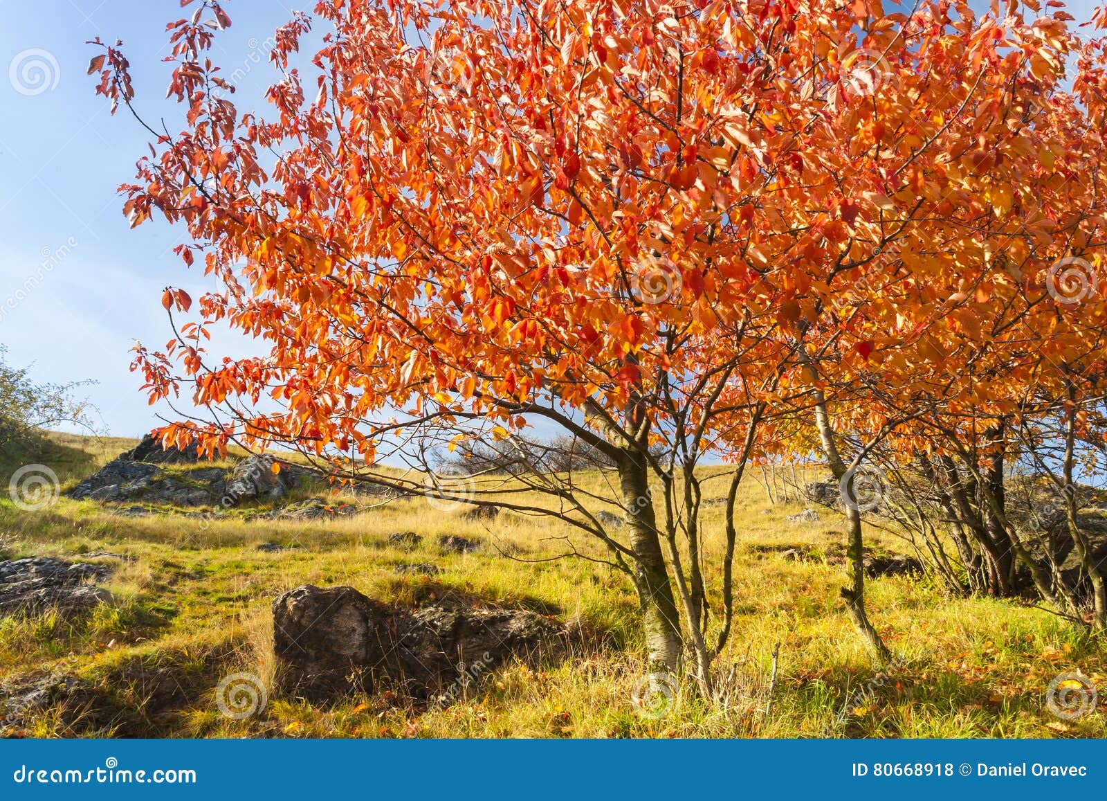 Red and Orange Autumn Trees Stock Photo - Image of september, flora ...
