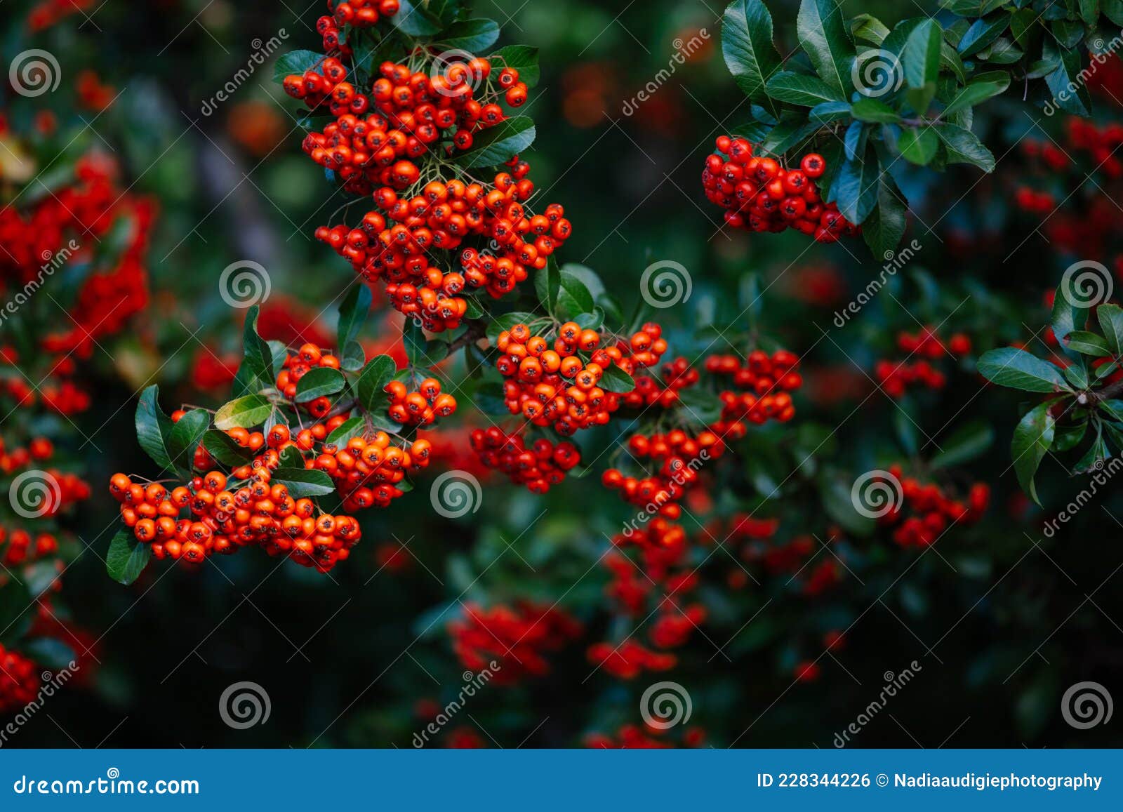 Red and Orange Berries on a Tree Stock Photo - Image of closeup ...