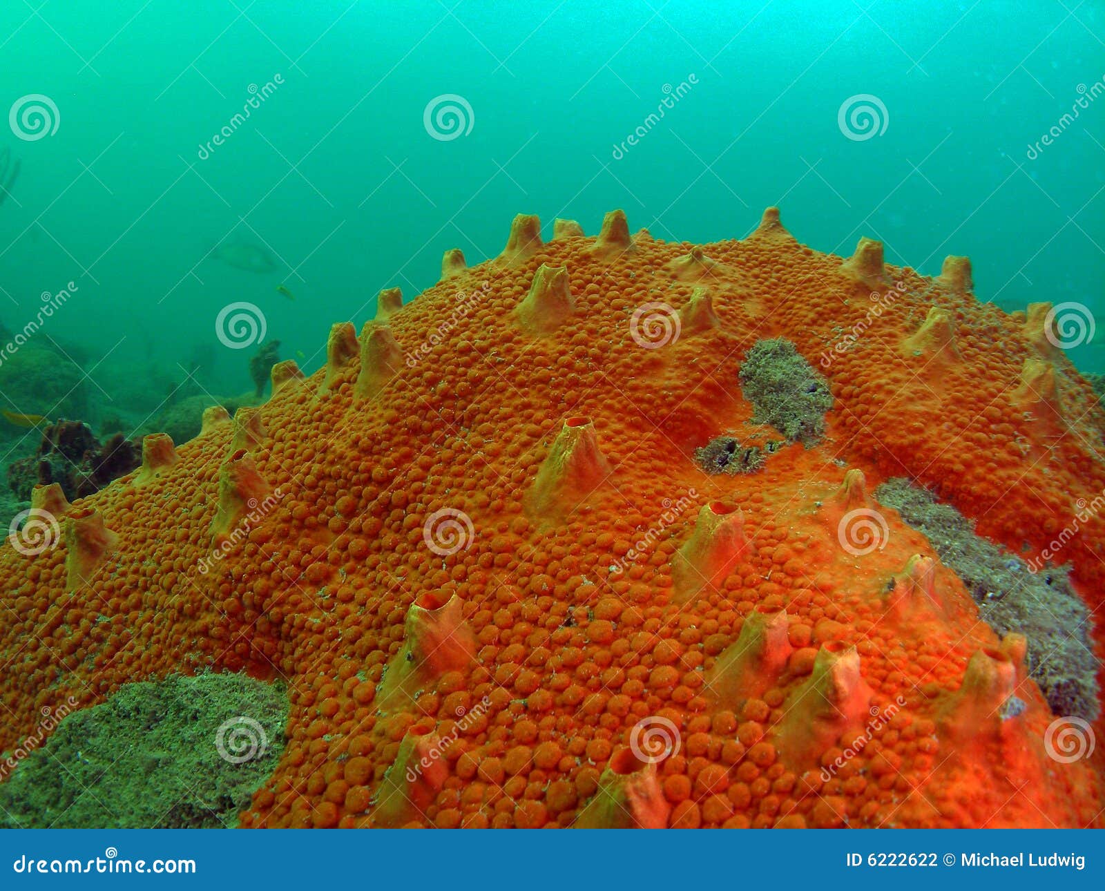 Red Orange Boring Sponge stock photo. Image of aquatic - 6222622