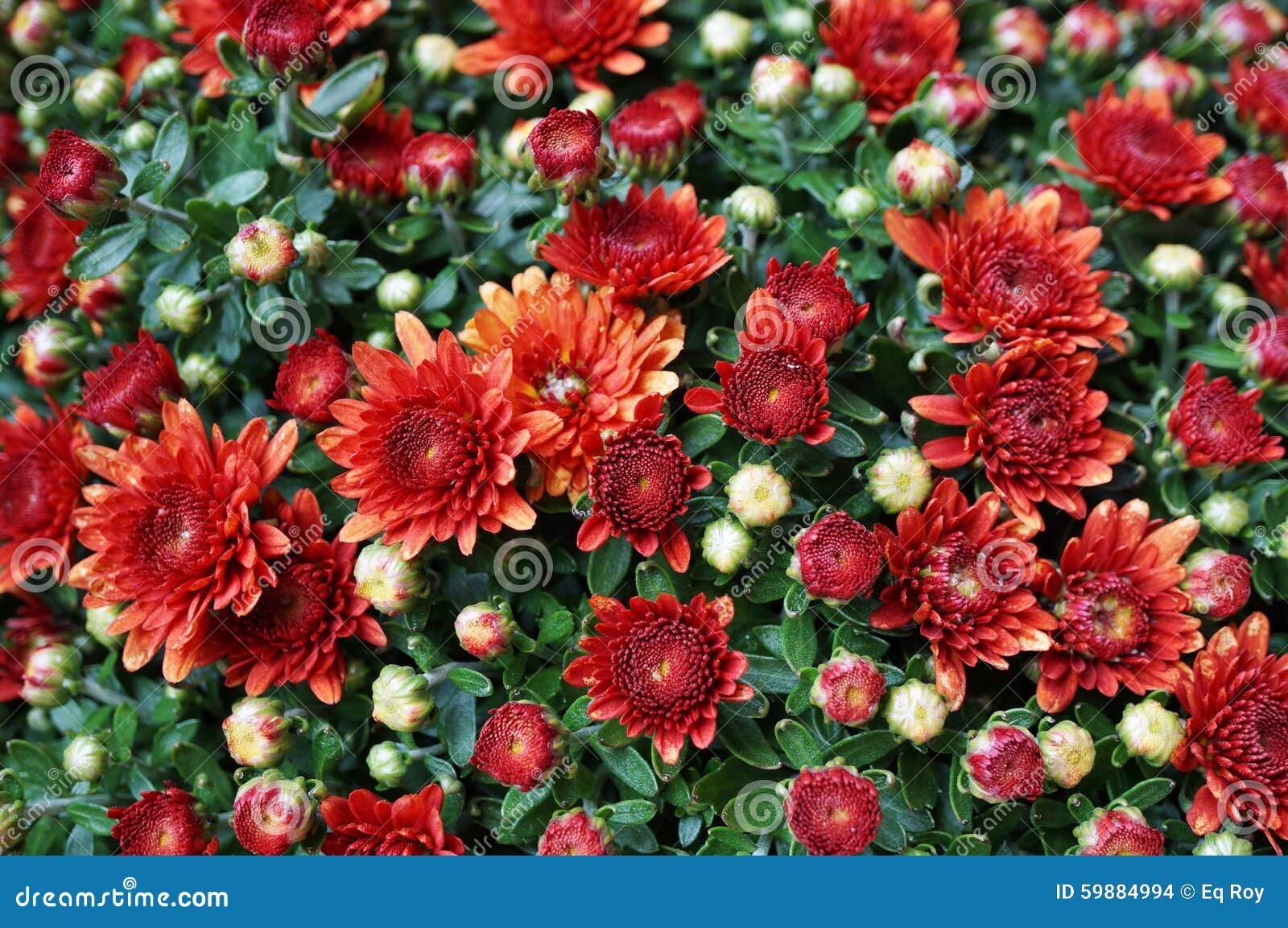Red and Orange Chrysanthemum Flowers Stock Photo - Image of floral ...