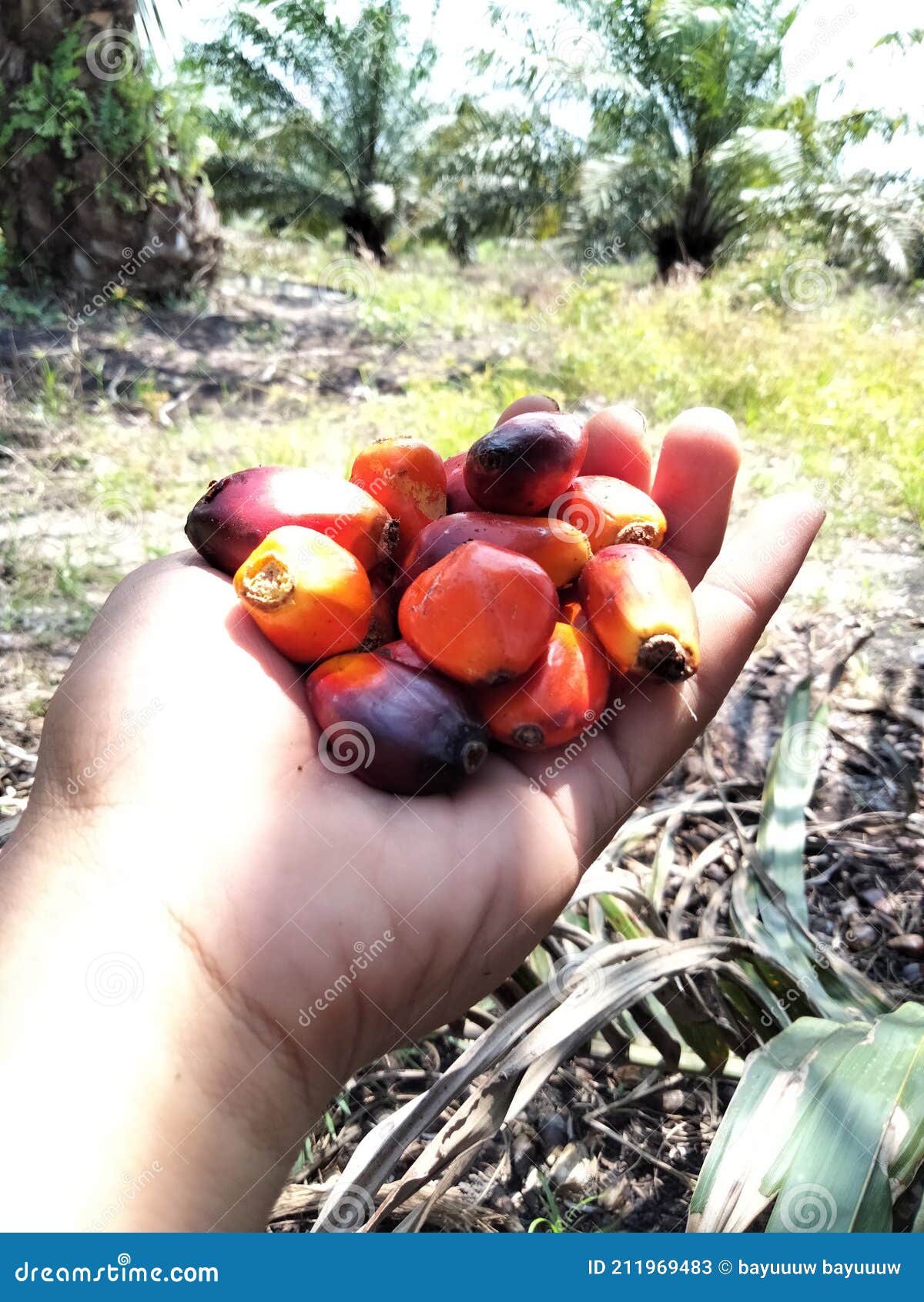 Red and Orange Colors of Oil Palm Fruit Stock Image - Image of palm ...