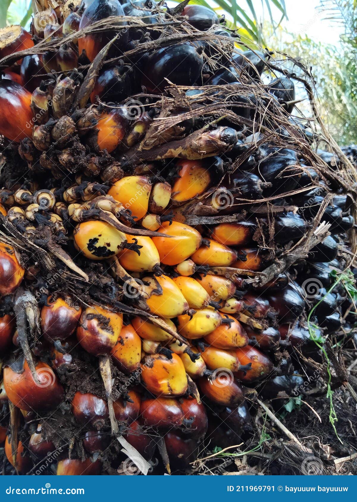 Red and Orange Colors of Oil Palm Fruit Stock Image - Image of palm ...