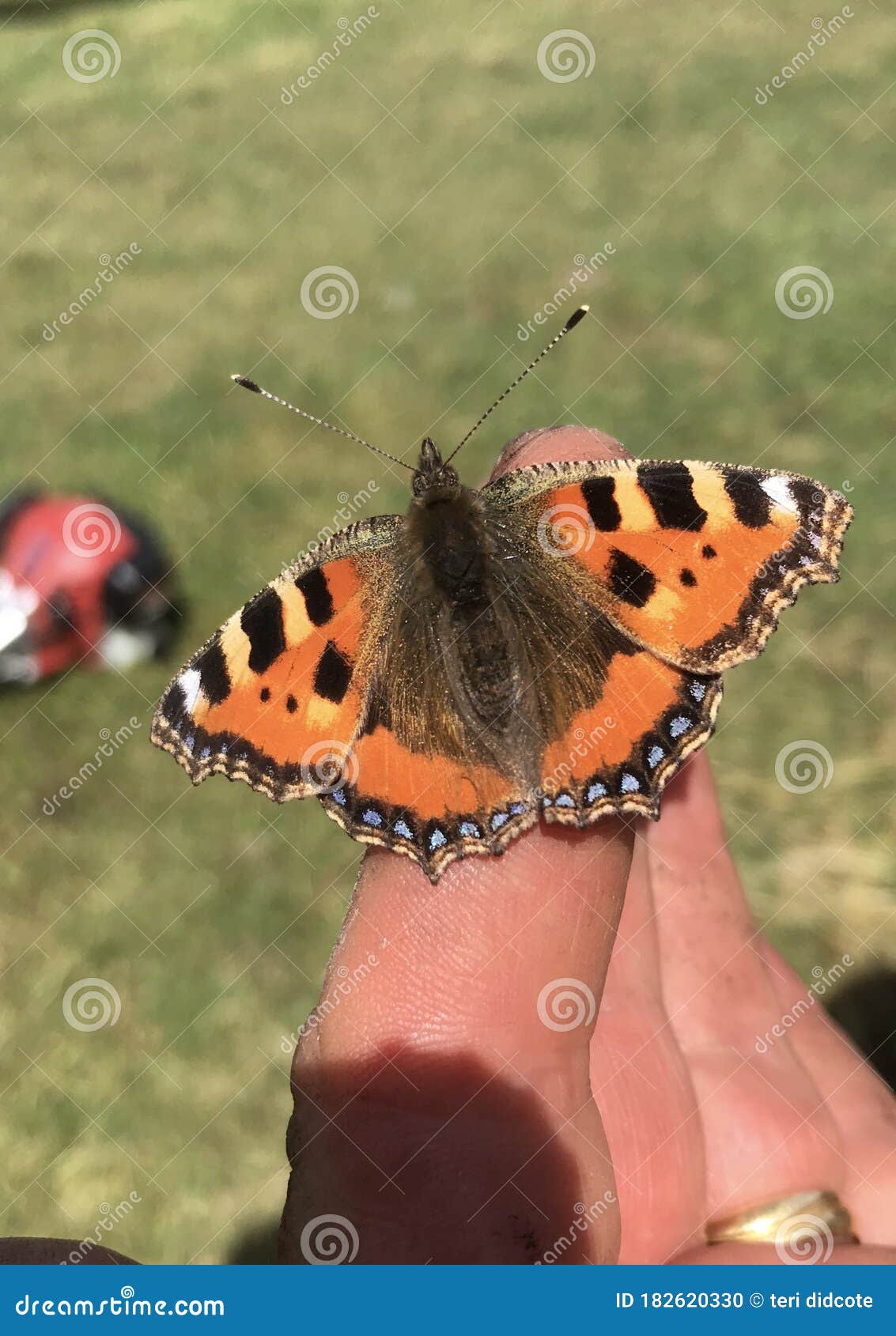 Red/orange and Colourful Butterfly Stock Photo - Image of wings, color ...
