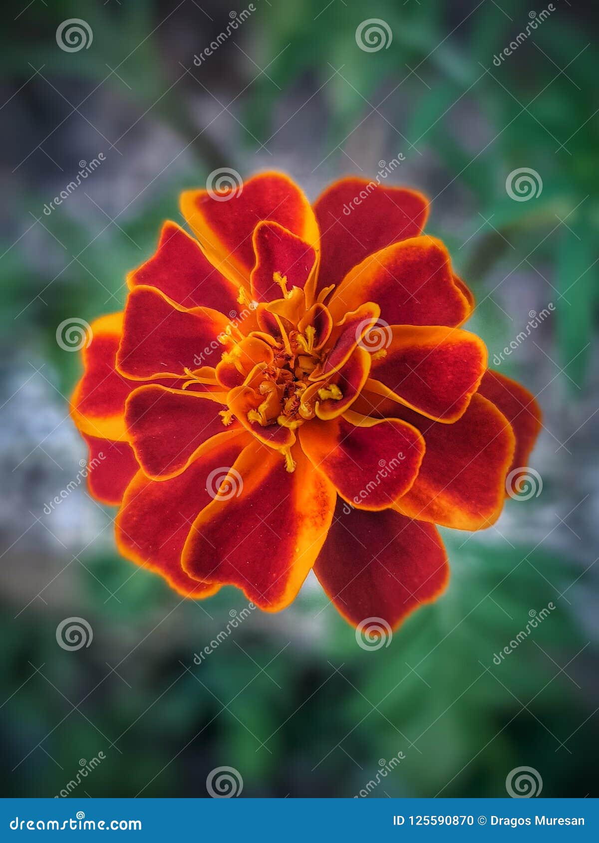 Red orange flower stock photo. Image of flower, orange - 125590870