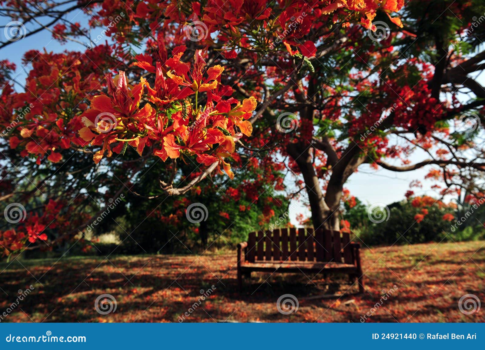 Red Orange Frangipani Temple Tree Stock Photo - Image of bush ...